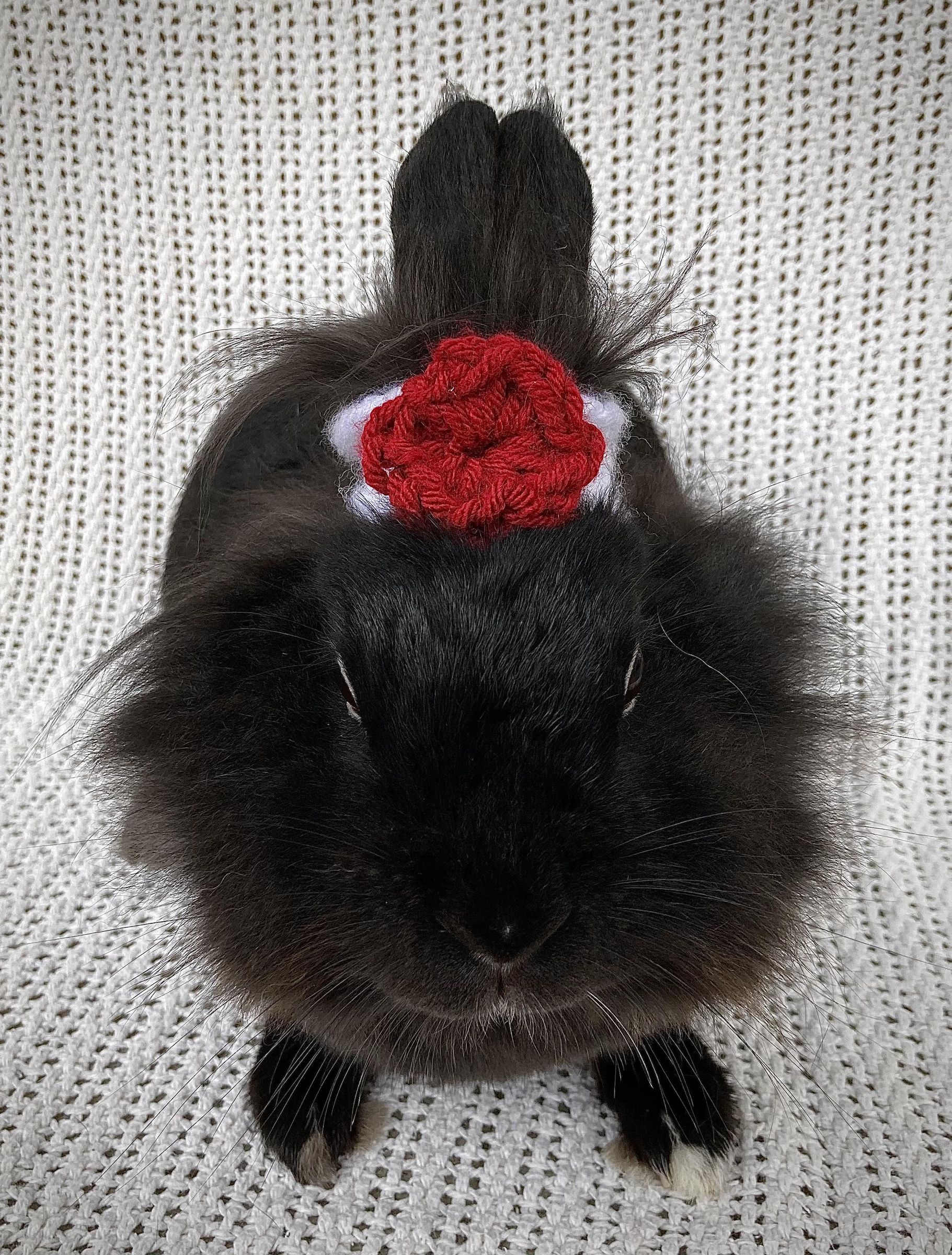 A Basic Guide to Bunny Hats : 5 Steps (with Pictures) - Instructables