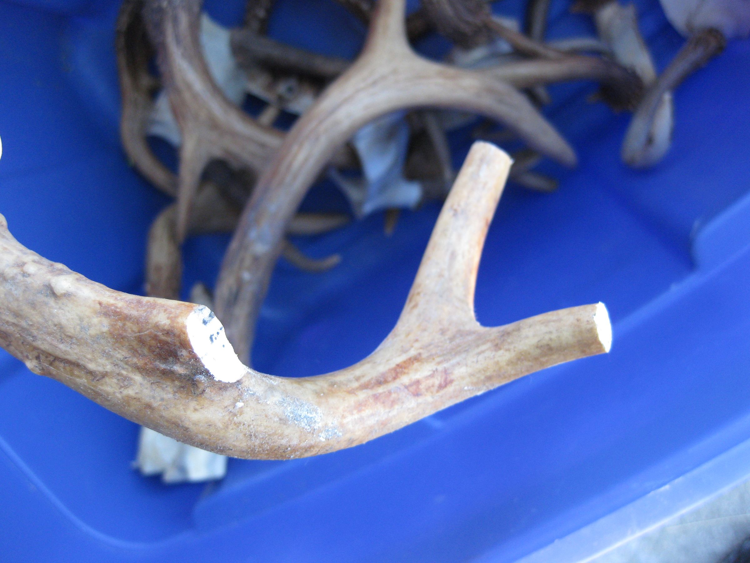 Antler Talisman : 7 Steps (with Pictures) - Instructables