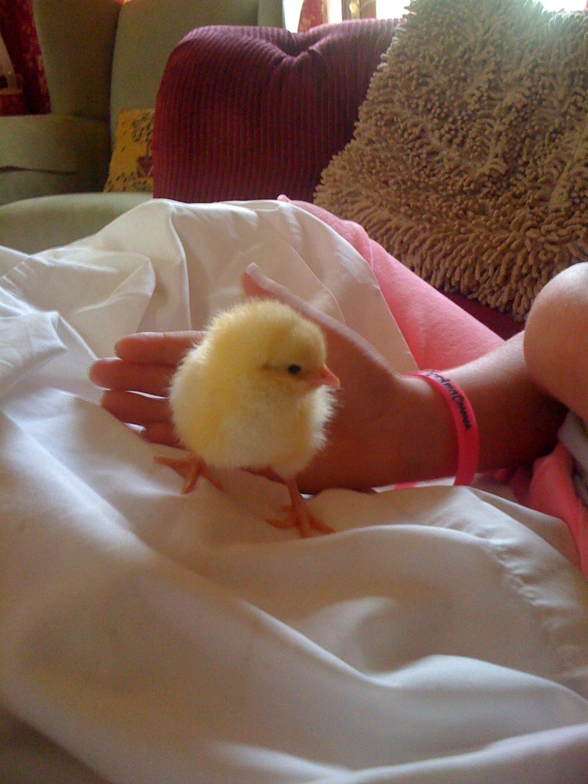 How to Care for Chicks (as Pets) : 6 Steps - Instructables