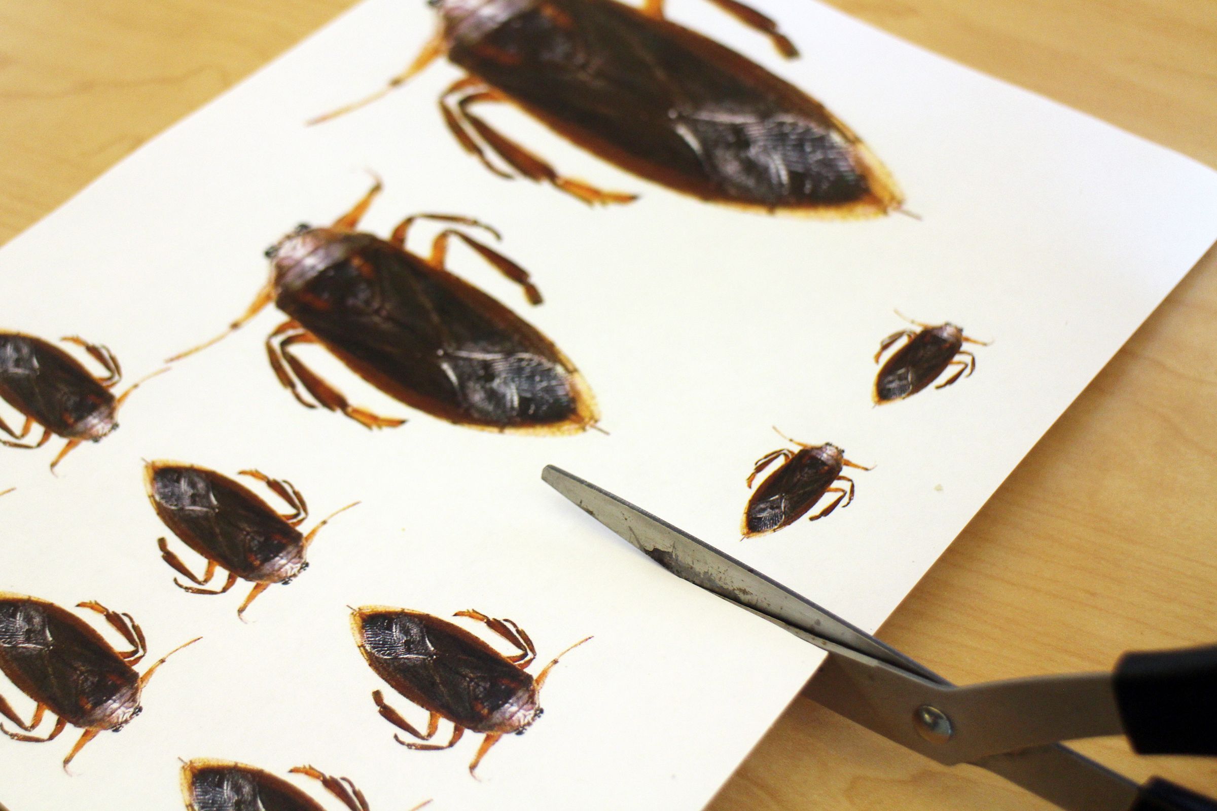 Bug Prank : 4 Steps (with Pictures) - Instructables