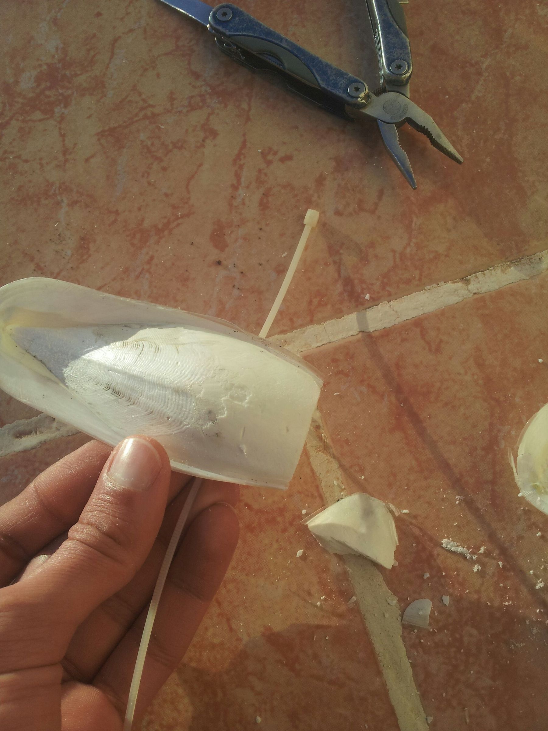 Zip Tie Cuttlebone Holder for Birds : 6 Steps - Instructables