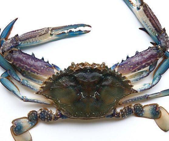 Aussie Spicy Crab Curry, in This Video We Show You Step by Step How to ...