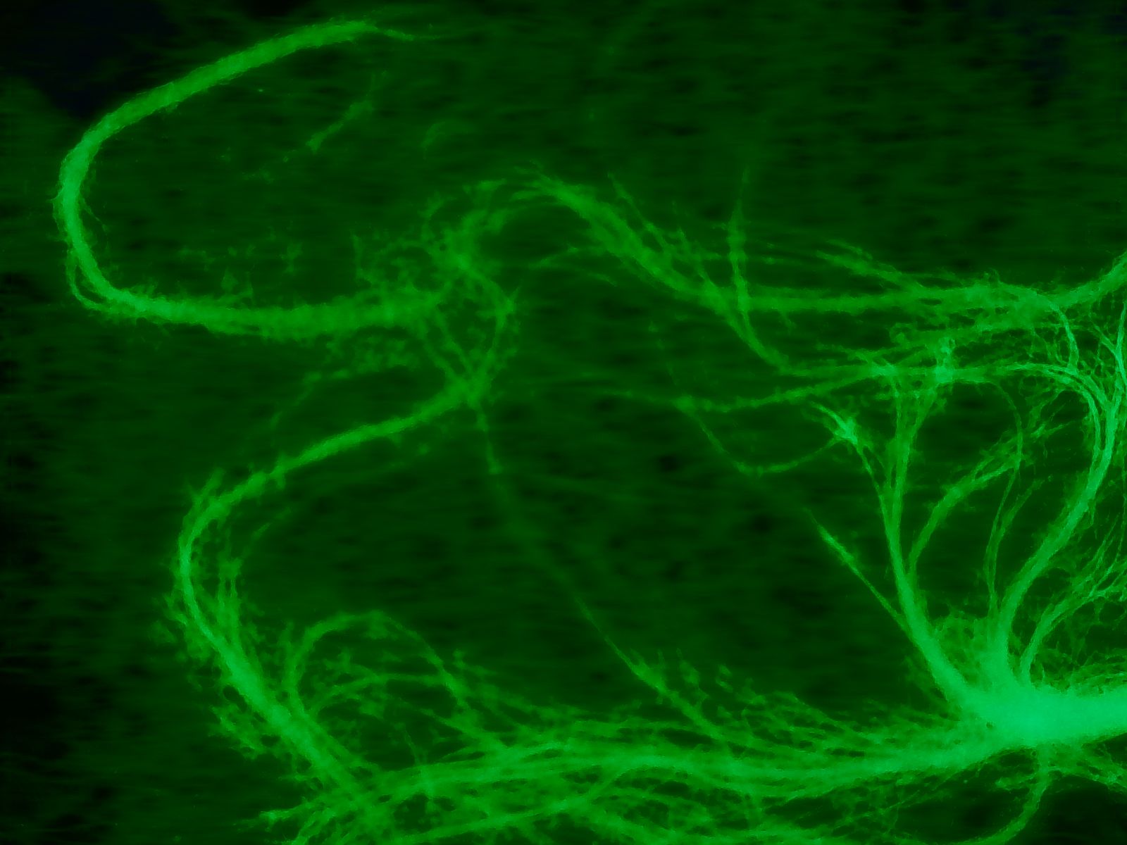 Low-cost Fluorescence and Brightfield Microscopes : 9 Steps (with ...