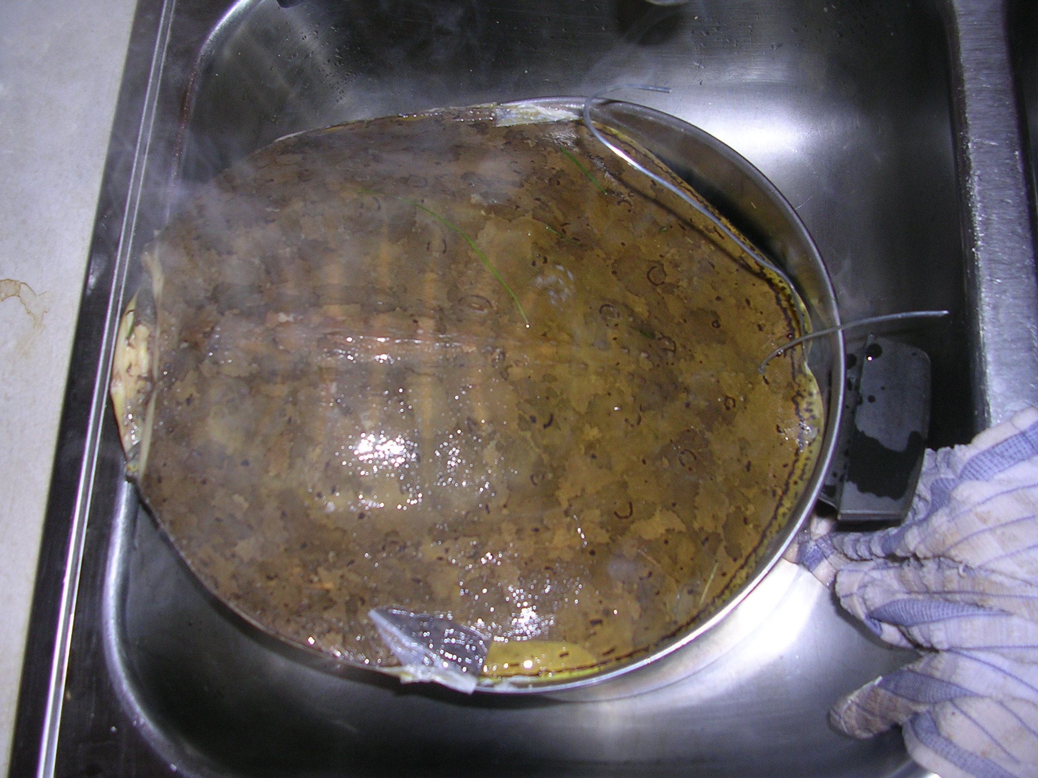 How to Clean a Turtle : 4 Steps - Instructables
