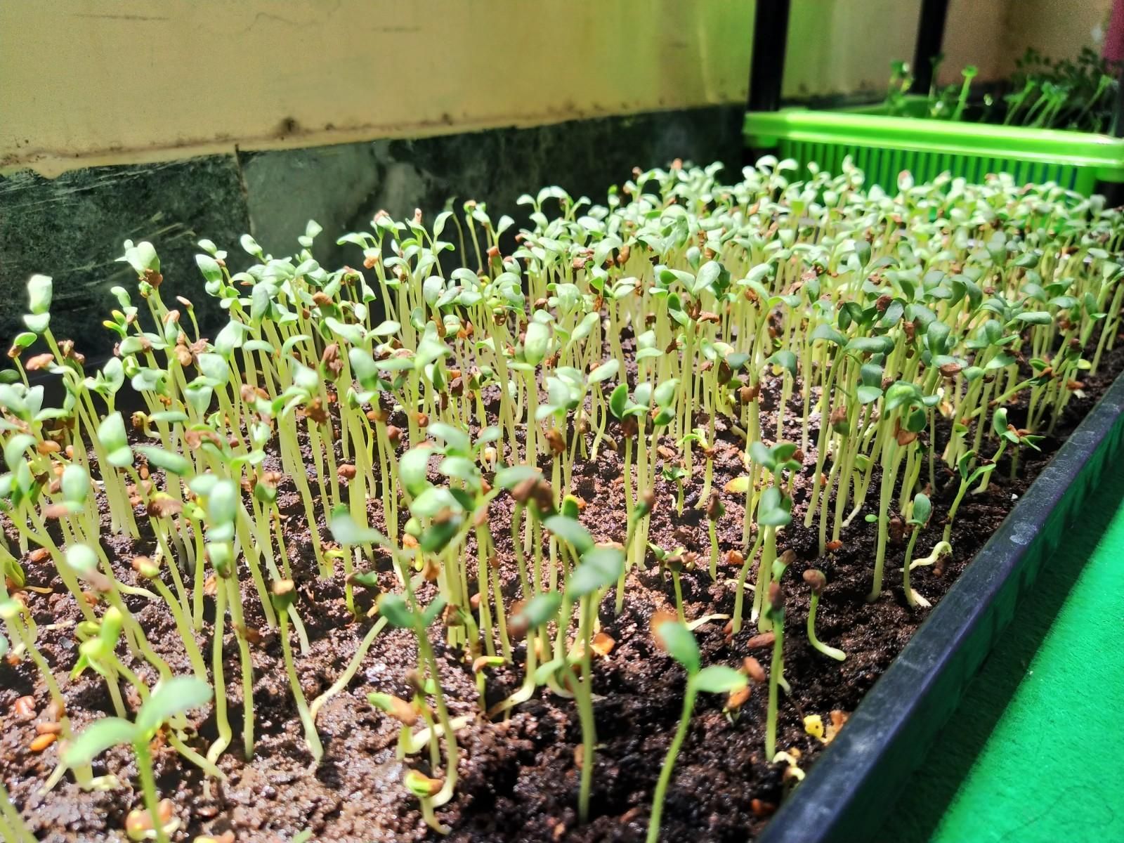 Basic Guide to Grow Micro 'green' : 14 Steps (with Pictures ...