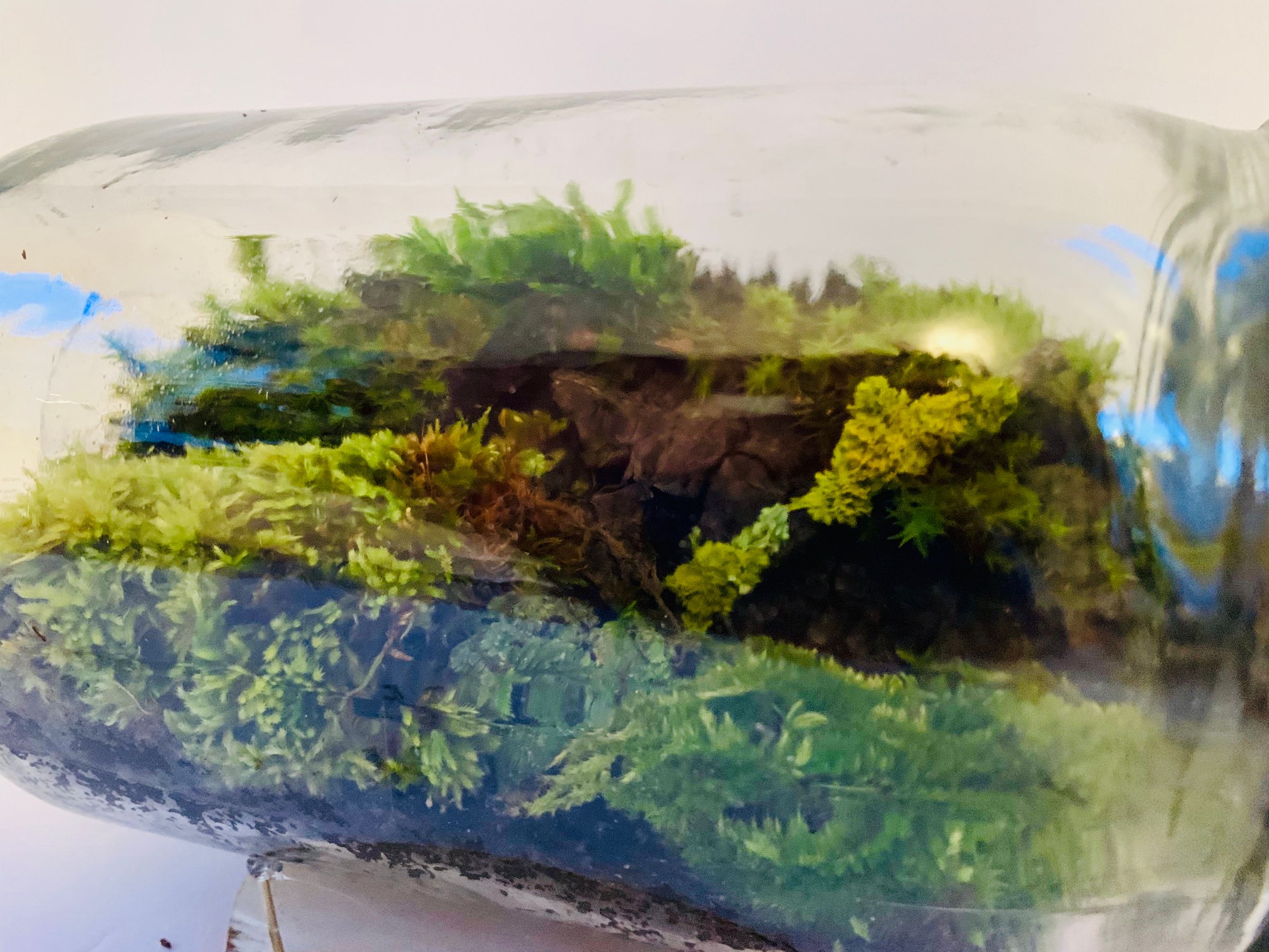 How to Build a Mason Jar Terrarium : 7 Steps - Instructables