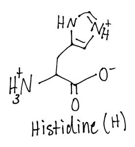 How to Draw Peptide Chains : 18 Steps (with Pictures) - Instructables