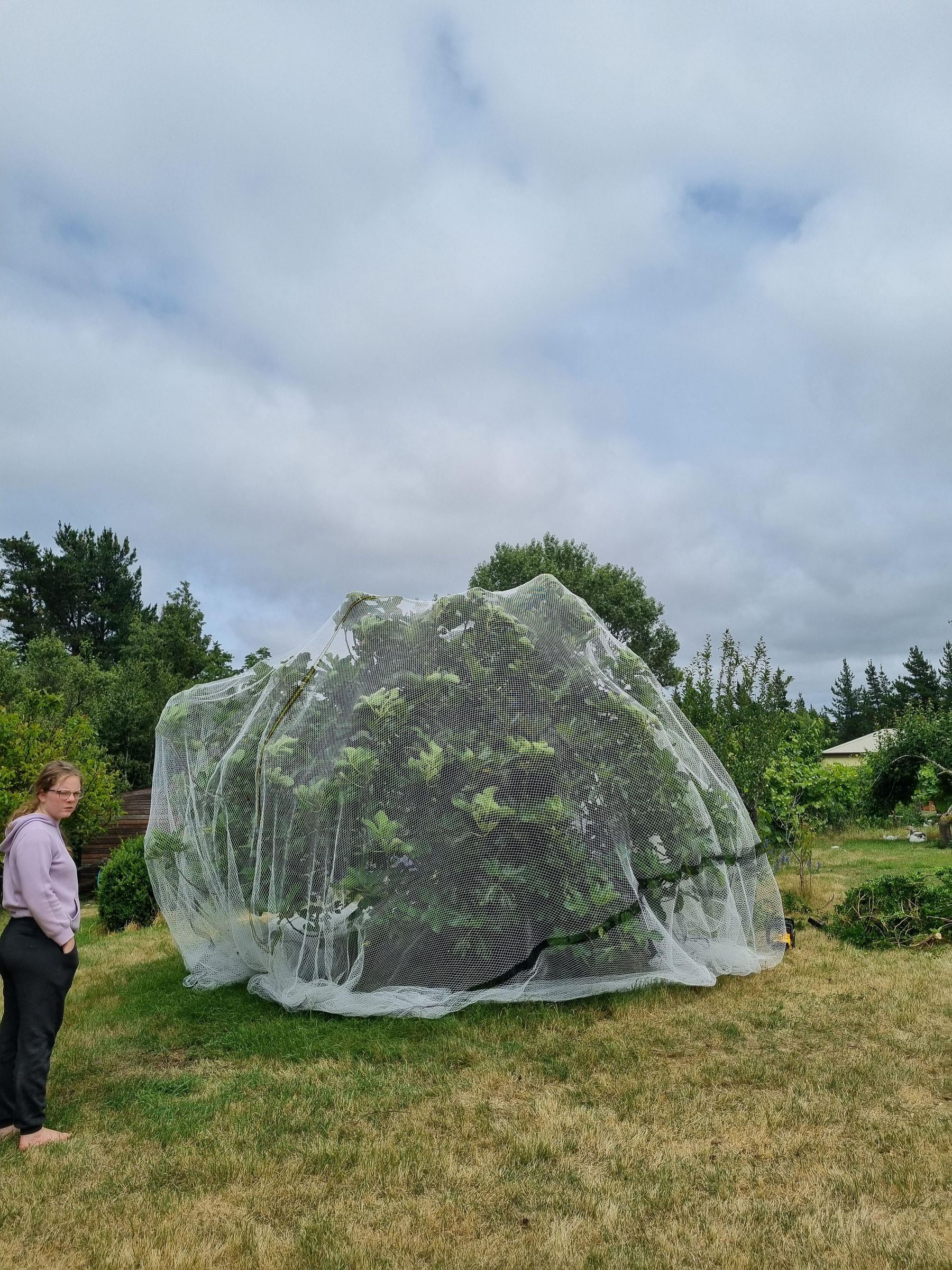 Netting a Fruit Tree : 5 Steps (with Pictures) - Instructables