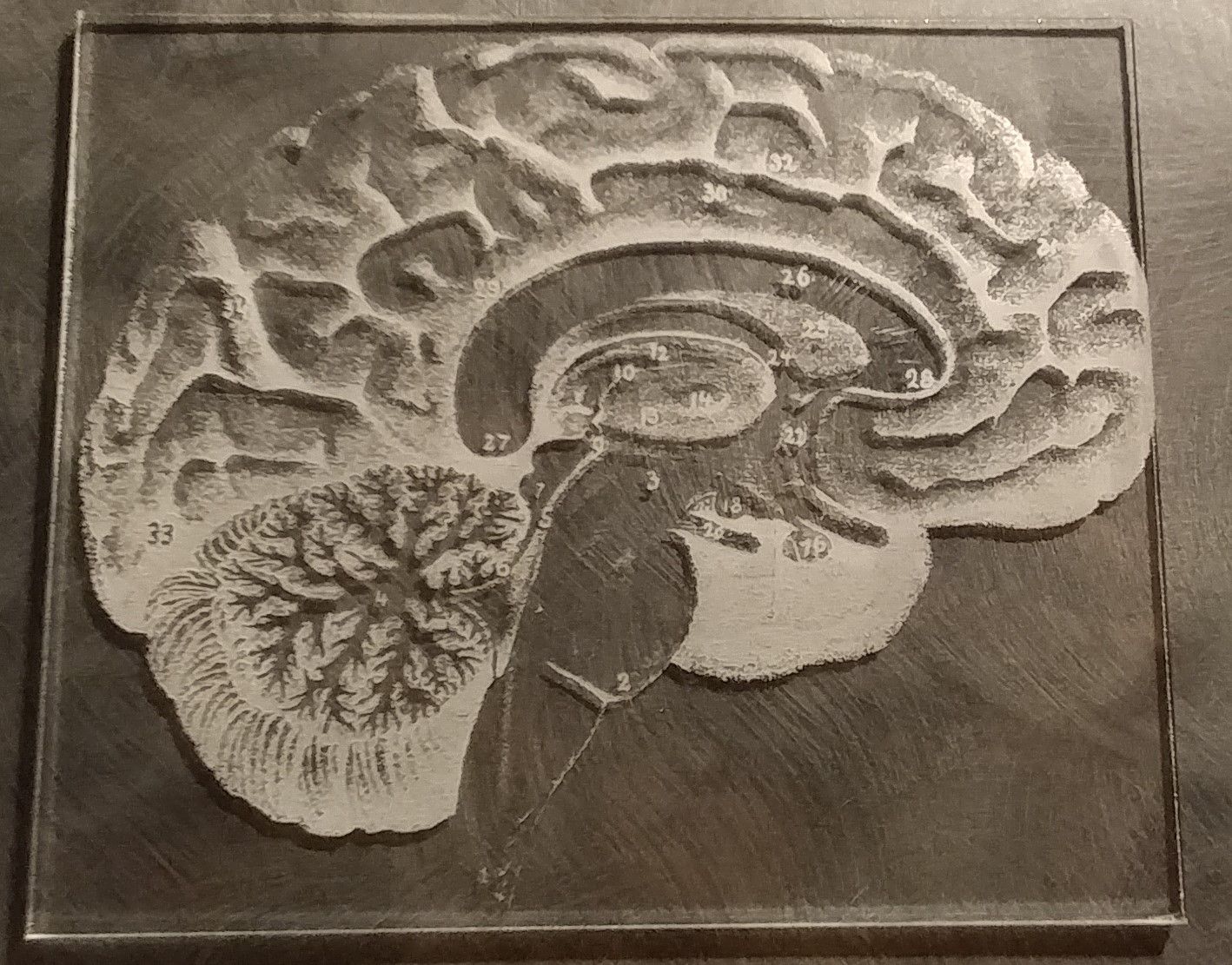 Brain Diagram Etched by Laser Cutter on Plexiglass : 7 Steps ...