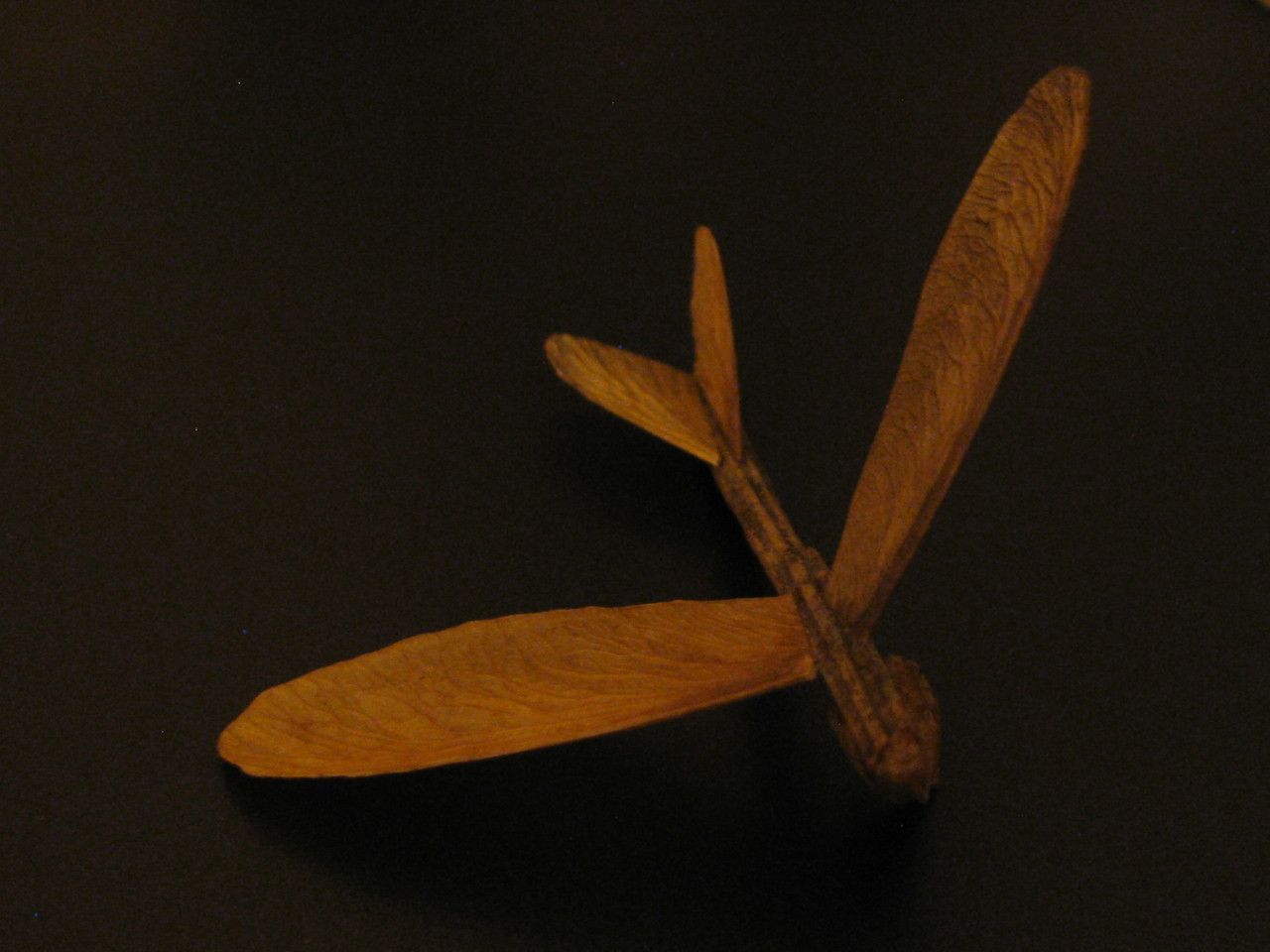 Maple Seed Mini Glider : 5 Steps (with Pictures) - Instructables