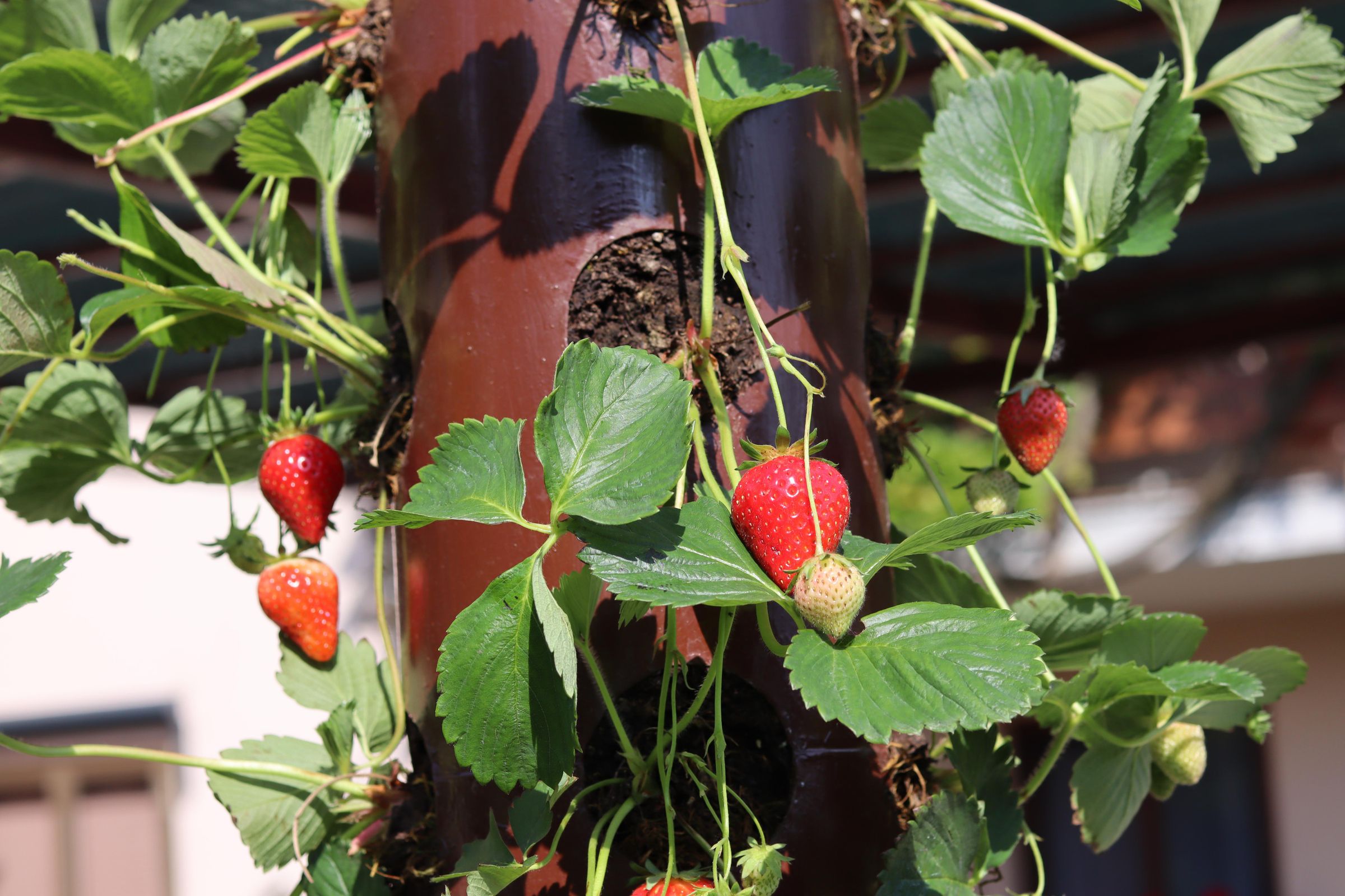 Solar Powered Rotating Strawberry Tower : 13 Steps (with Pictures ...
