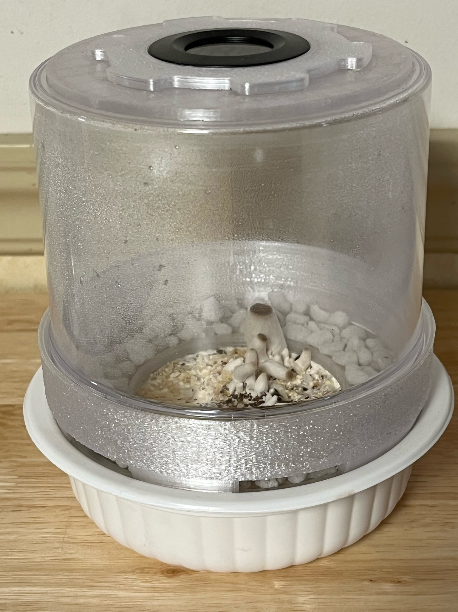 Growing Mushrooms With Rice (Classic Edition) : 9 Steps (with Pictures ...