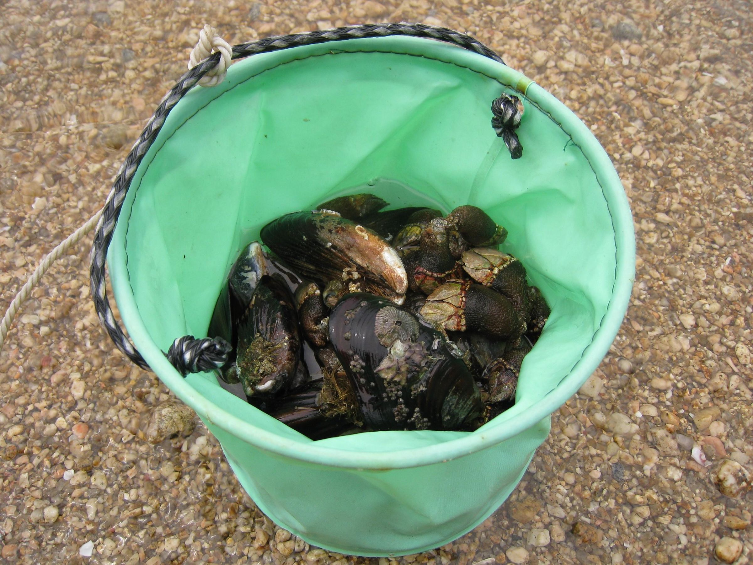 Chinese Soup Spoon Making Out of Mussel : 6 Steps - Instructables