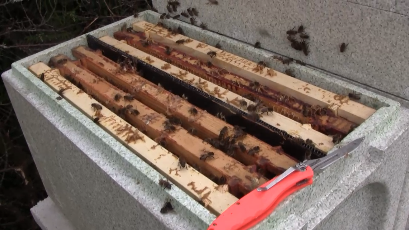 An Easy Way to Make a Nucleus of Honey Bees With Queen Cell Grafting ...