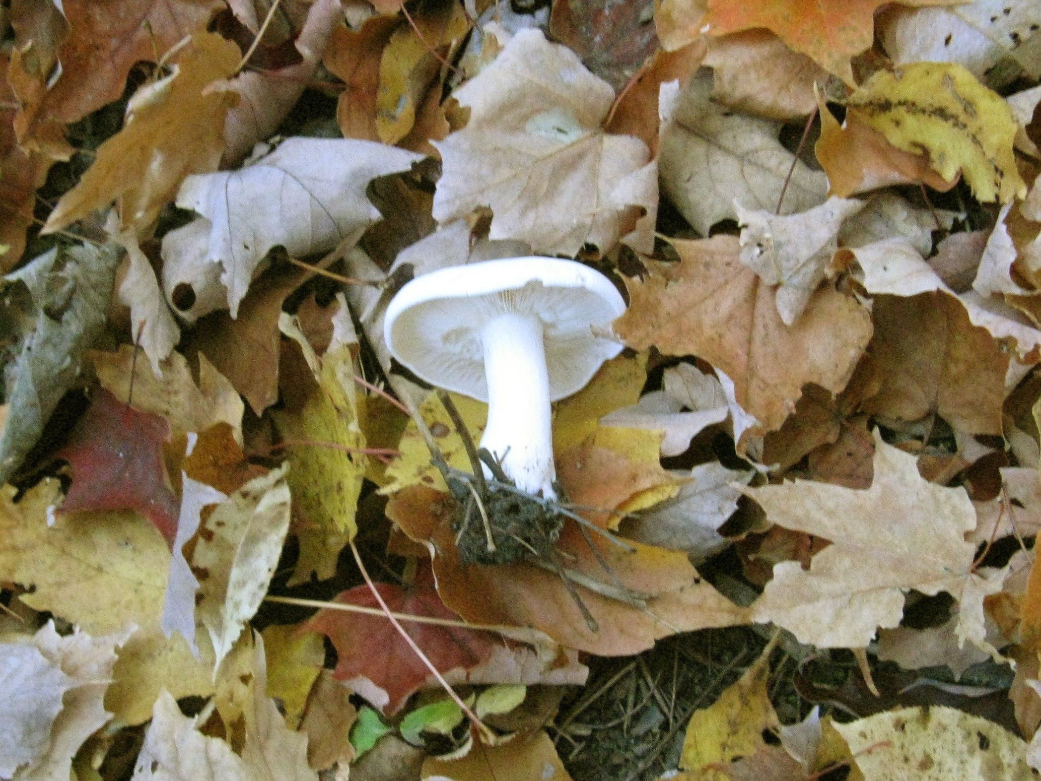 Snaring : 9 Steps (with Pictures) - Instructables