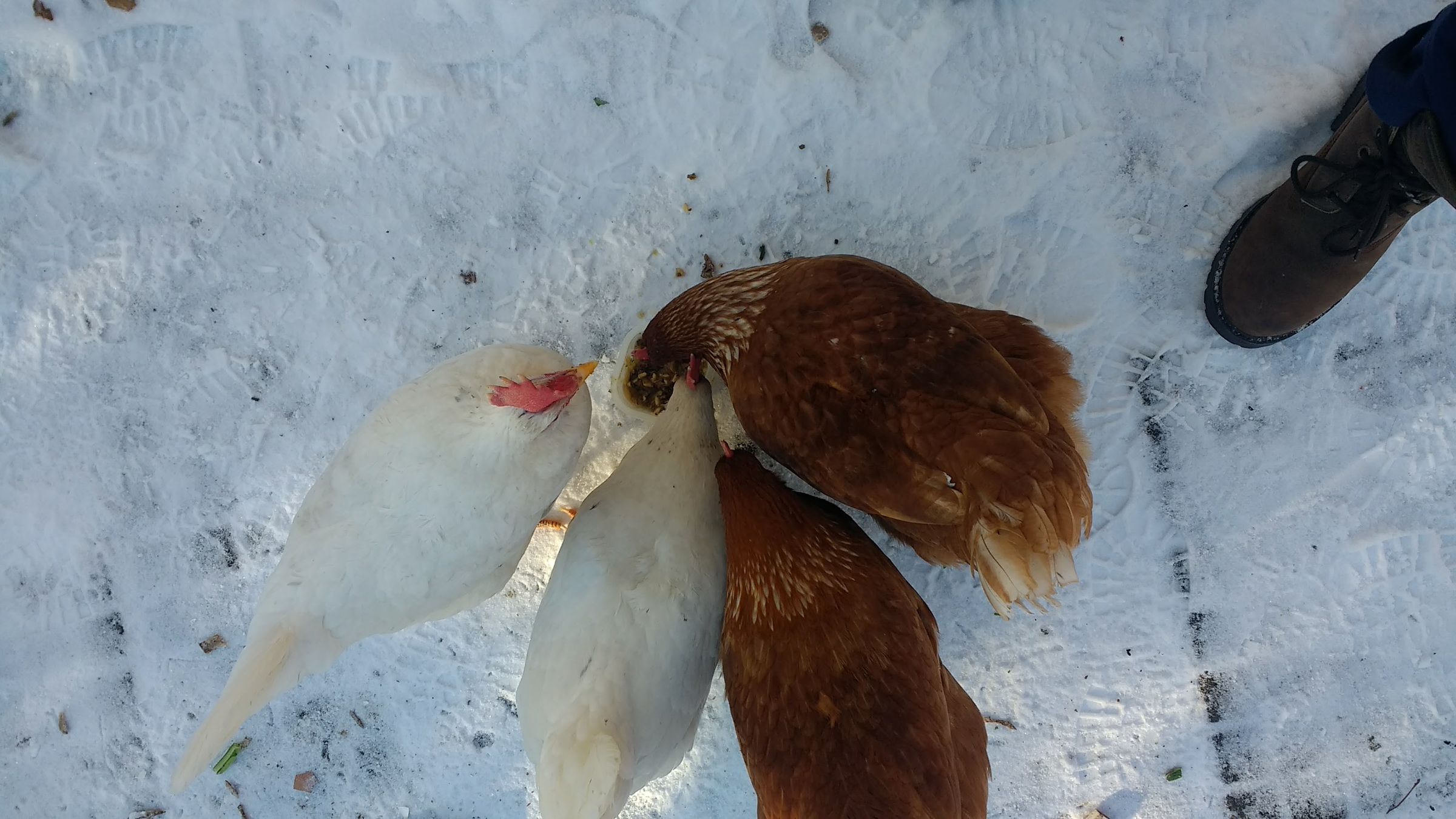 Backyard Chickens: Thrive in Winter : 4 Steps (with Pictures ...