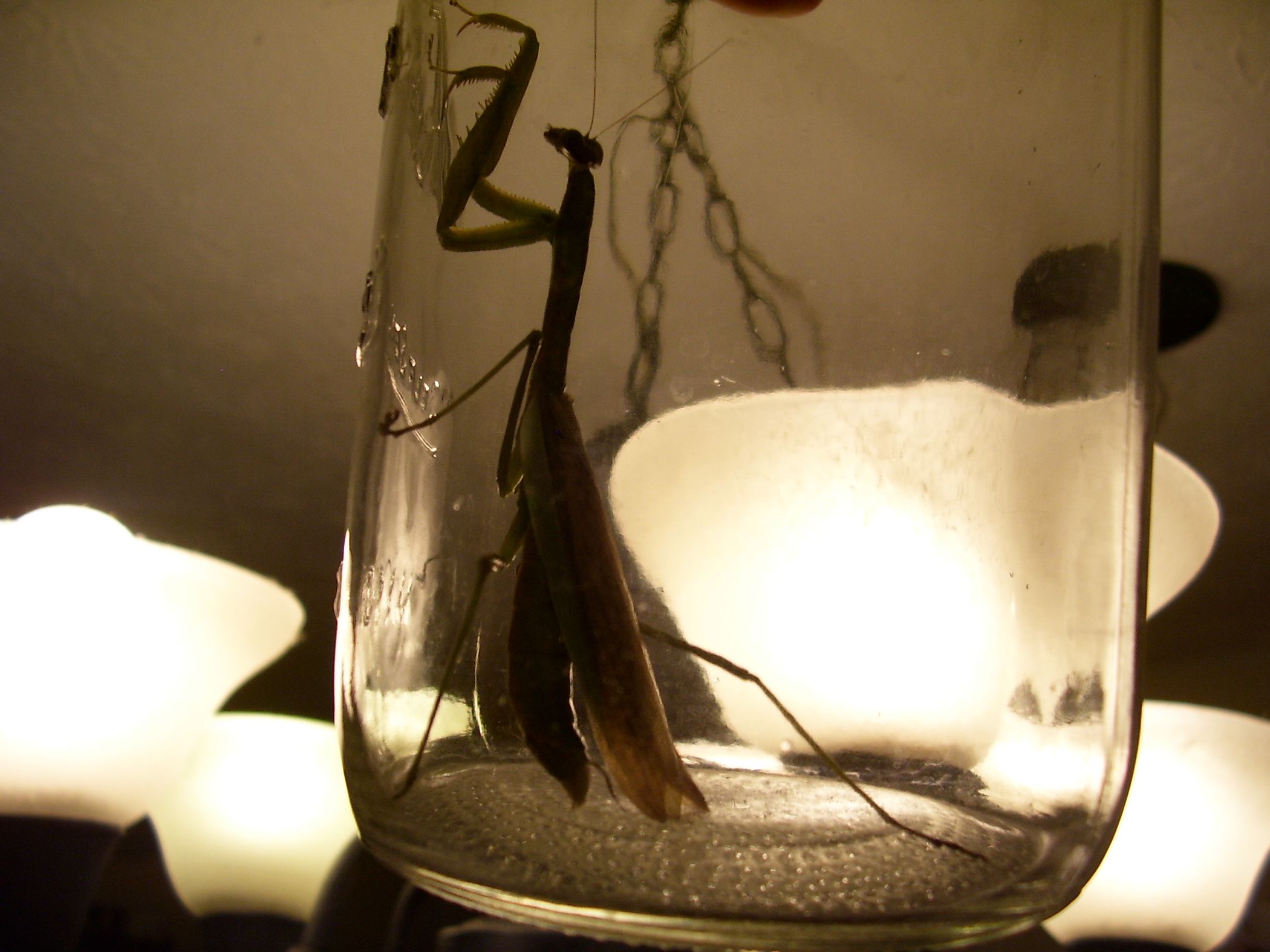 How to Care for a Praying Mantis : 4 Steps - Instructables