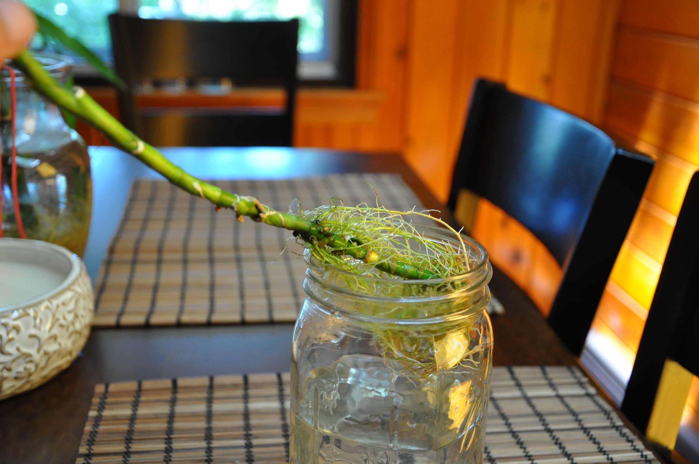 Cloning Your Bamboo : 7 Steps (with Pictures) - Instructables
