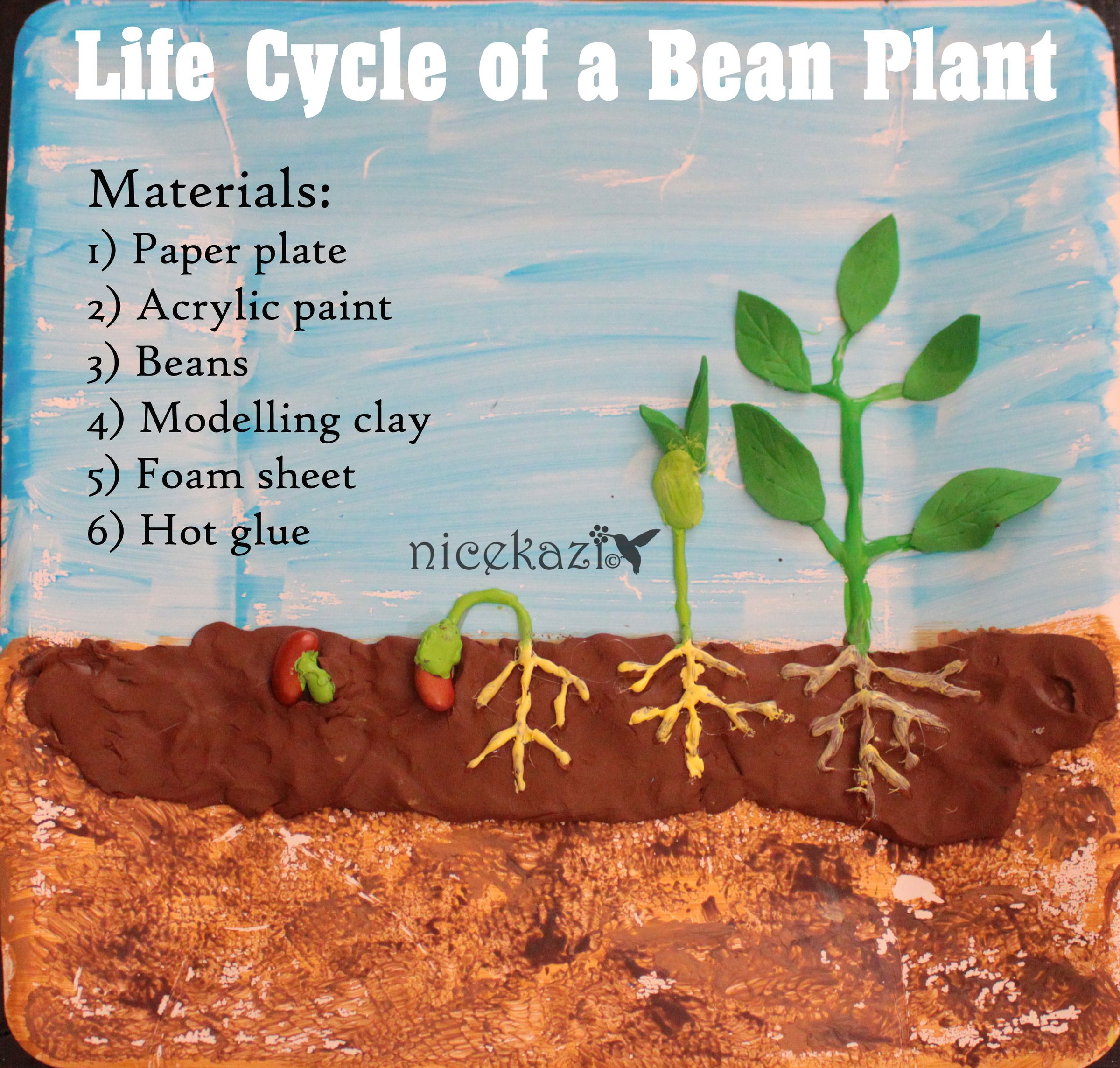 Life Cycle of a Bean Plant: Kids Science Project for School - Instructables
