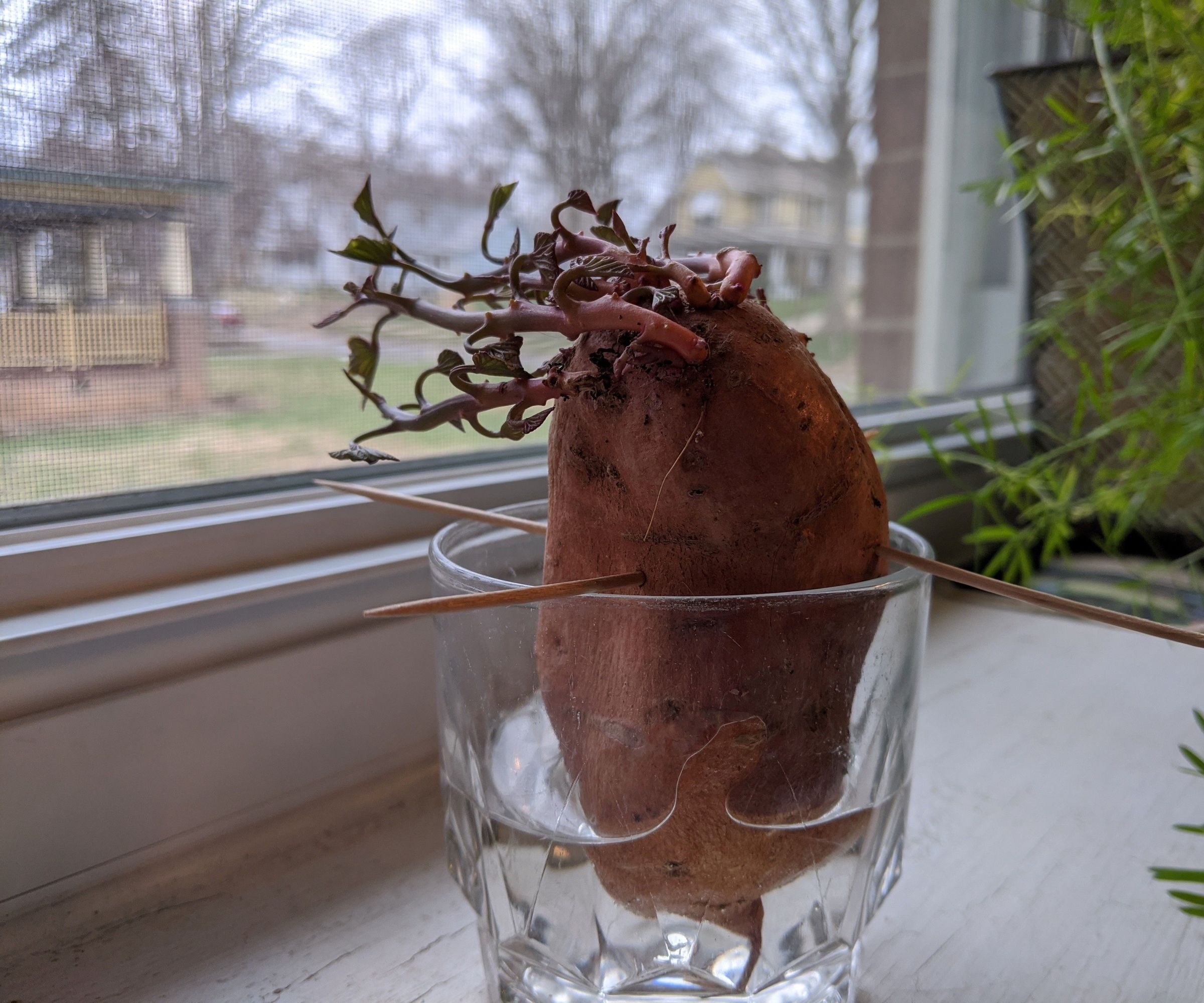 Sweet Potato Plant Root How To Grow Sweet Potatoes In A Home Vegetable
