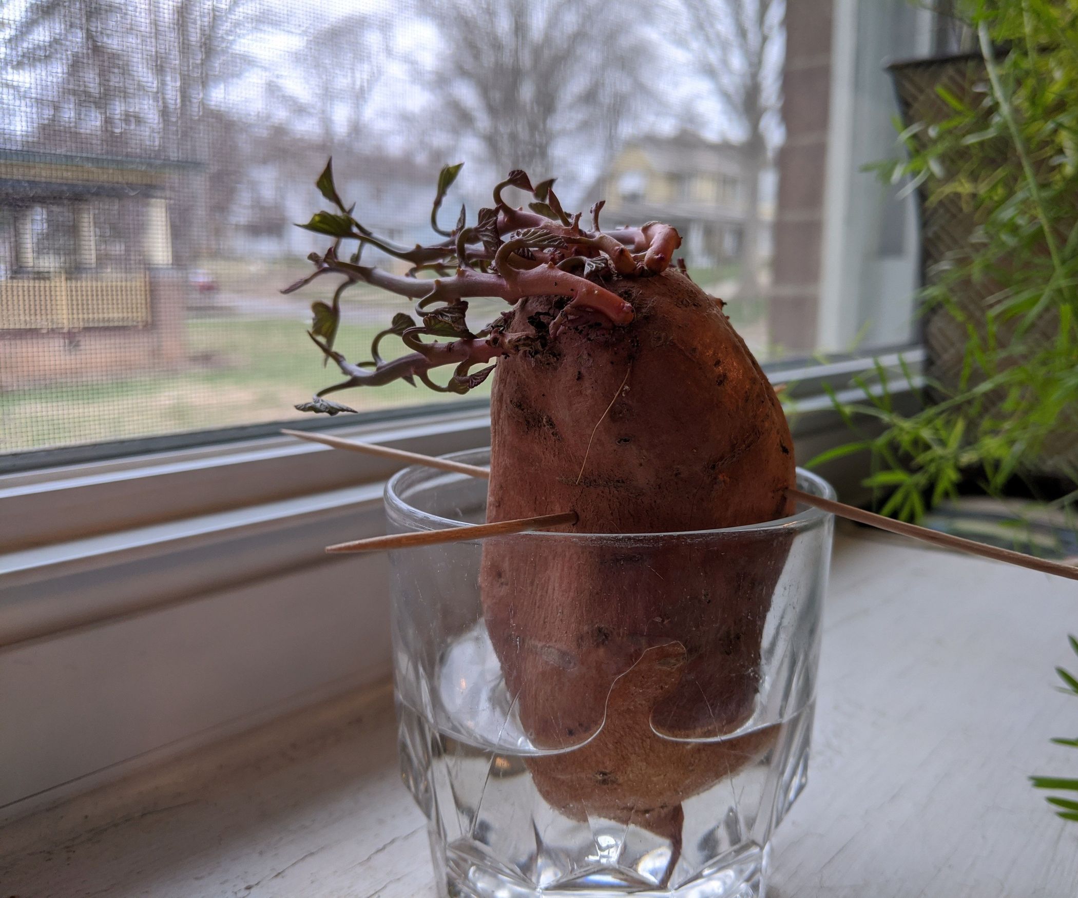 Grow a Sweet Potato From Home : 9 Steps - Instructables