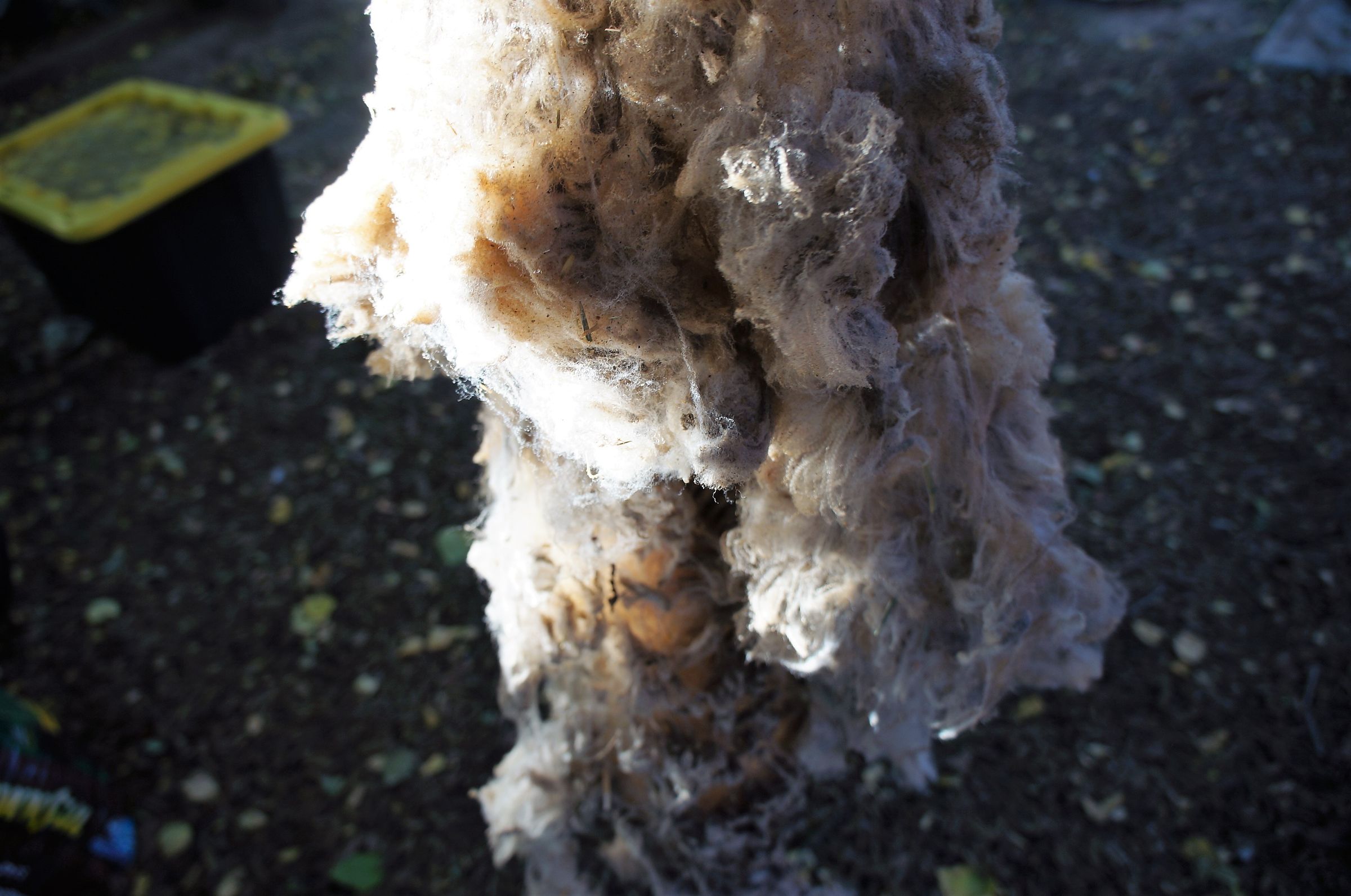 How to Process Card and Dye Raw Wool : 12 Steps (with Pictures ...