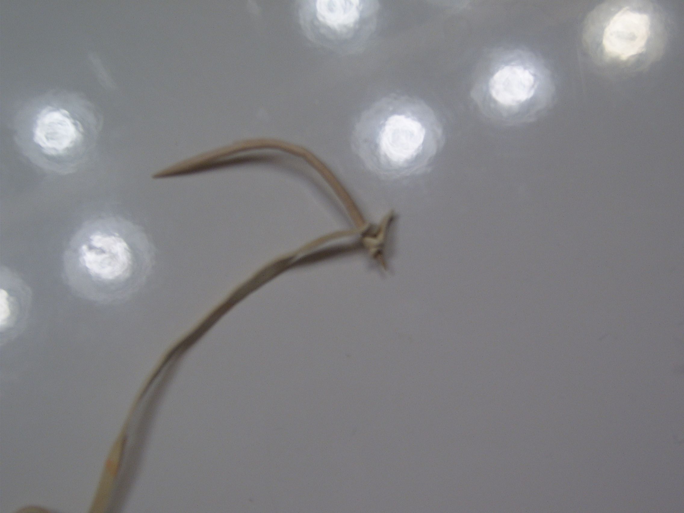 Toothpick Bow and Arrow : 4 Steps - Instructables