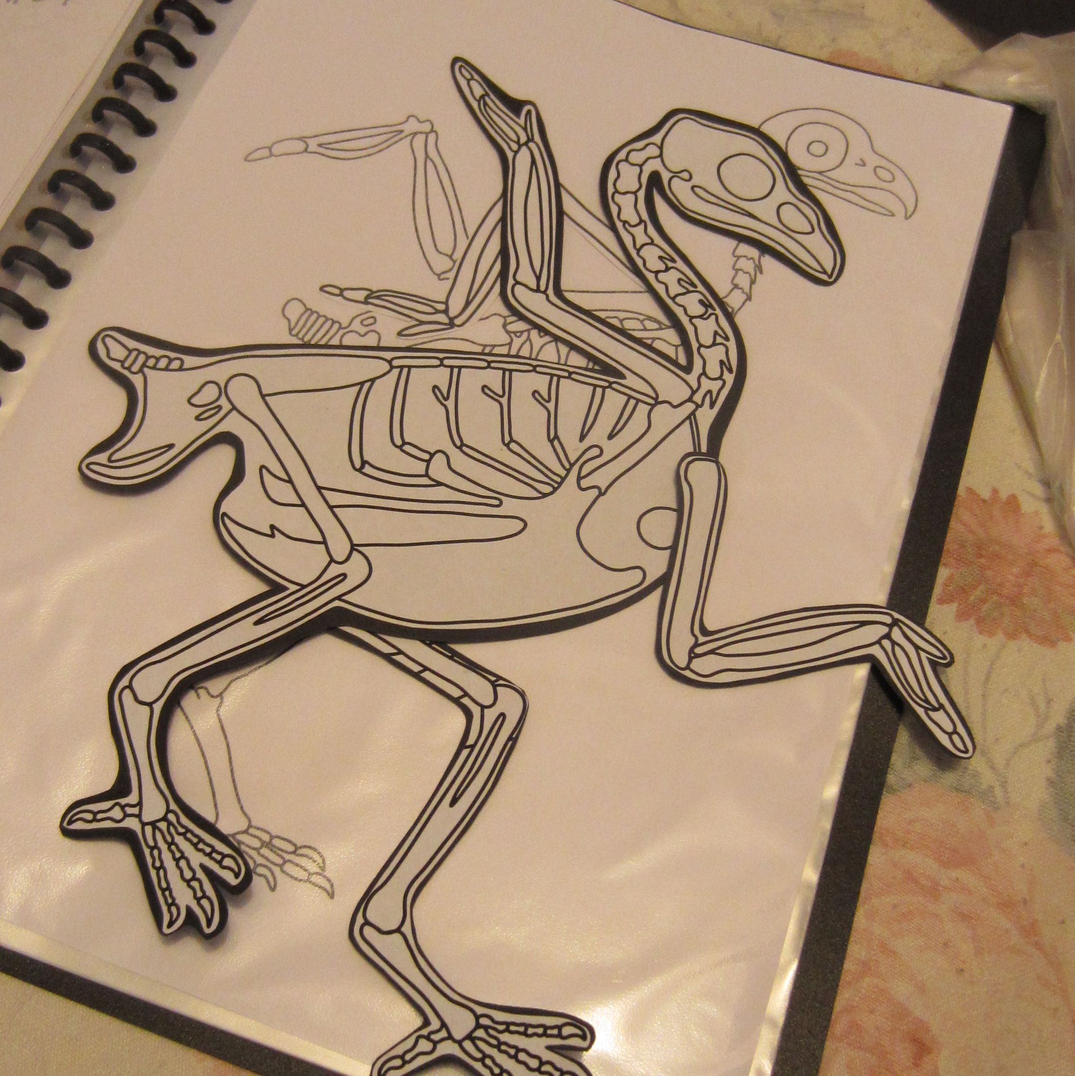 Chicken Skeleton Paper Puppet (with Pictures) - Instructables