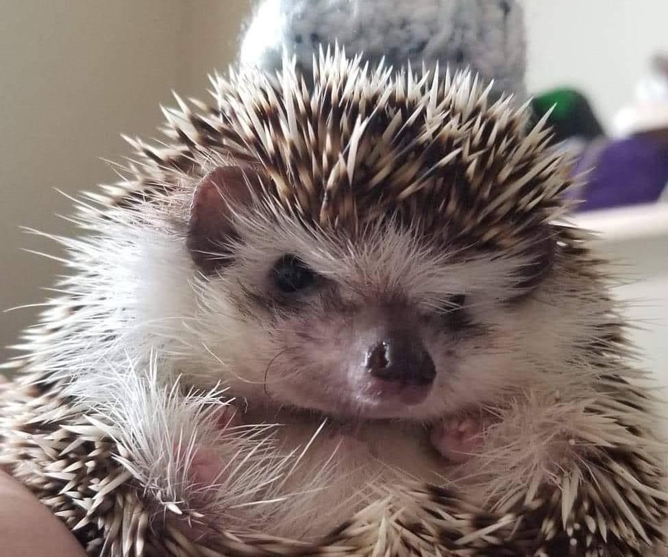 Hedgehogs As Pets : 5 Steps - Instructables