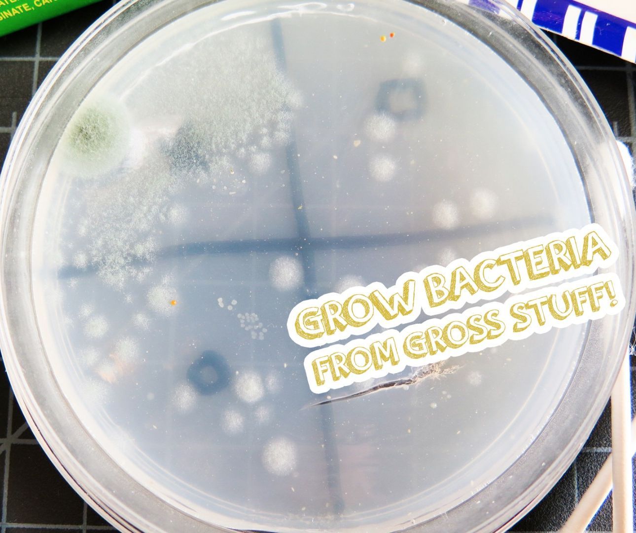 Grow Bacteria From Gross Stuff! : 6 Steps (with Pictures) - Instructables