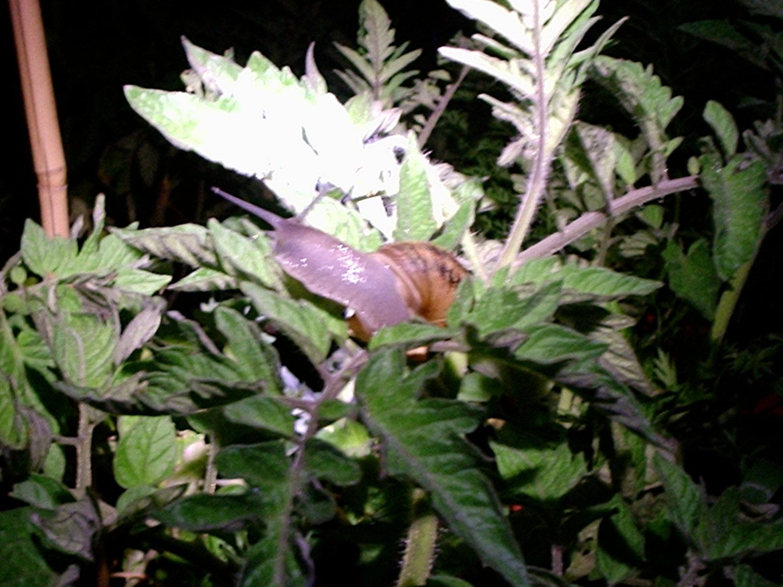 How to Get Rid of Snails and Slugs : 4 Steps (with Pictures ...