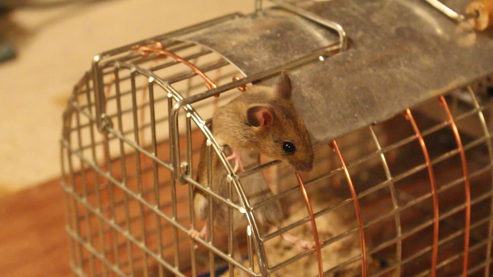 Mouse Detector Raspberry Pi Ultrasonic Sensor (with Pictures ...