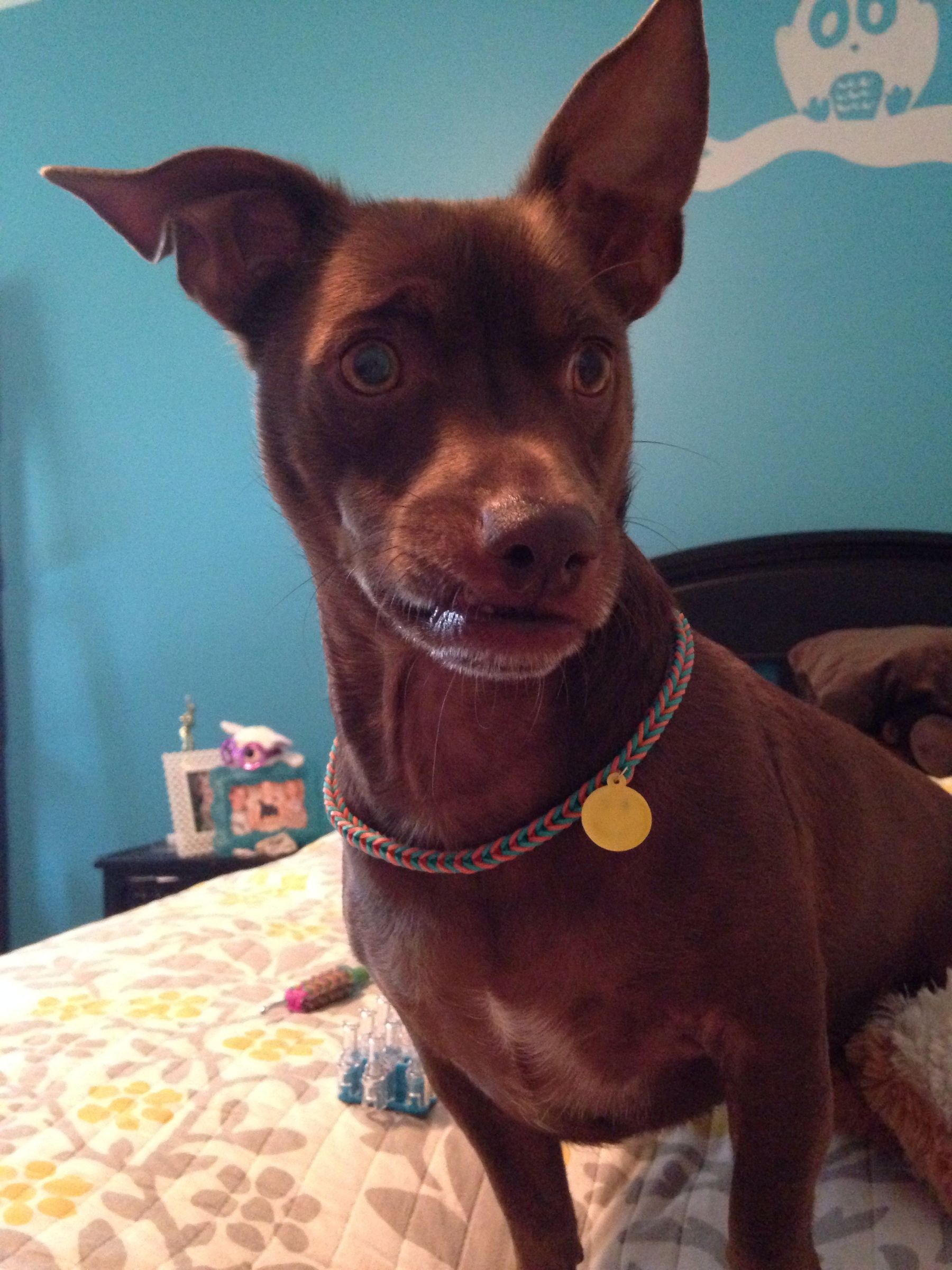 Loom Band Dog Collar : 12 Steps (with Pictures) - Instructables