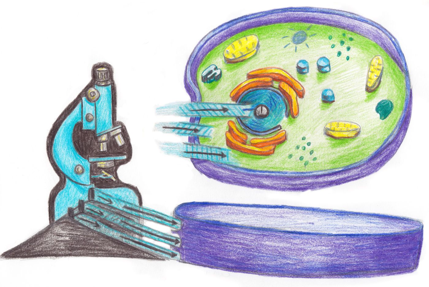Human Cell Mini Golf : 14 Steps (with Pictures) - Instructables