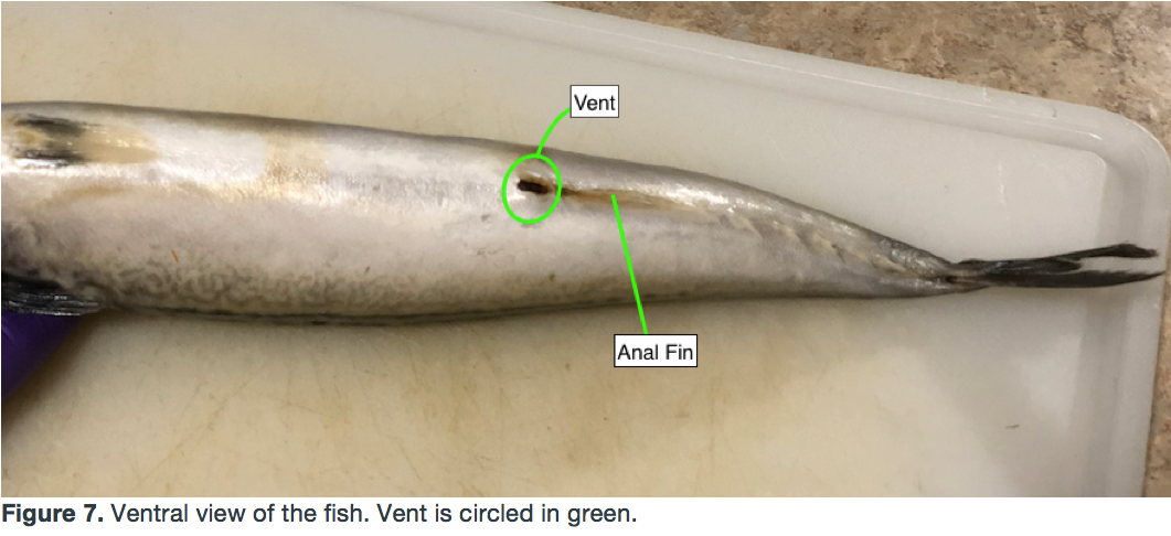 How to Clean a Fish : 22 Steps (with Pictures) - Instructables