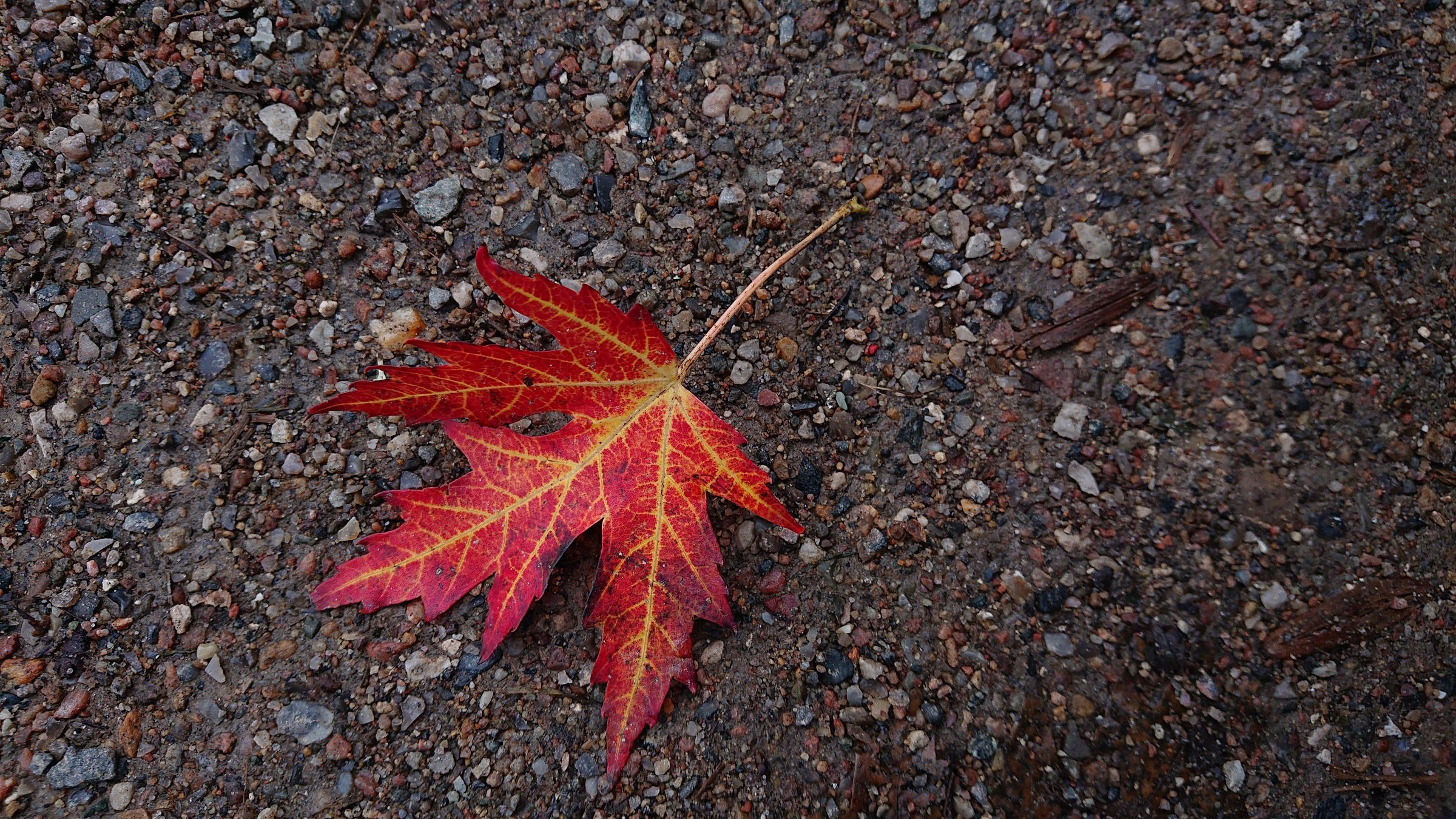 Leaf Clock : 5 Steps (with Pictures) - Instructables
