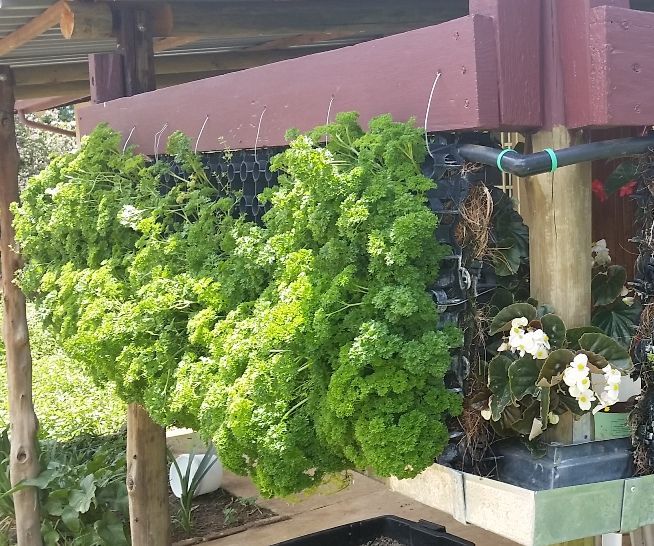 Hydroponic Ideas : 5 Steps (with Pictures) - Instructables