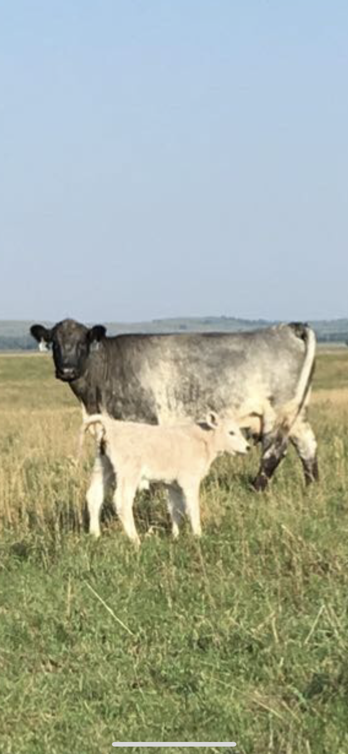 How to Tag Calves Properly : 5 Steps - Instructables