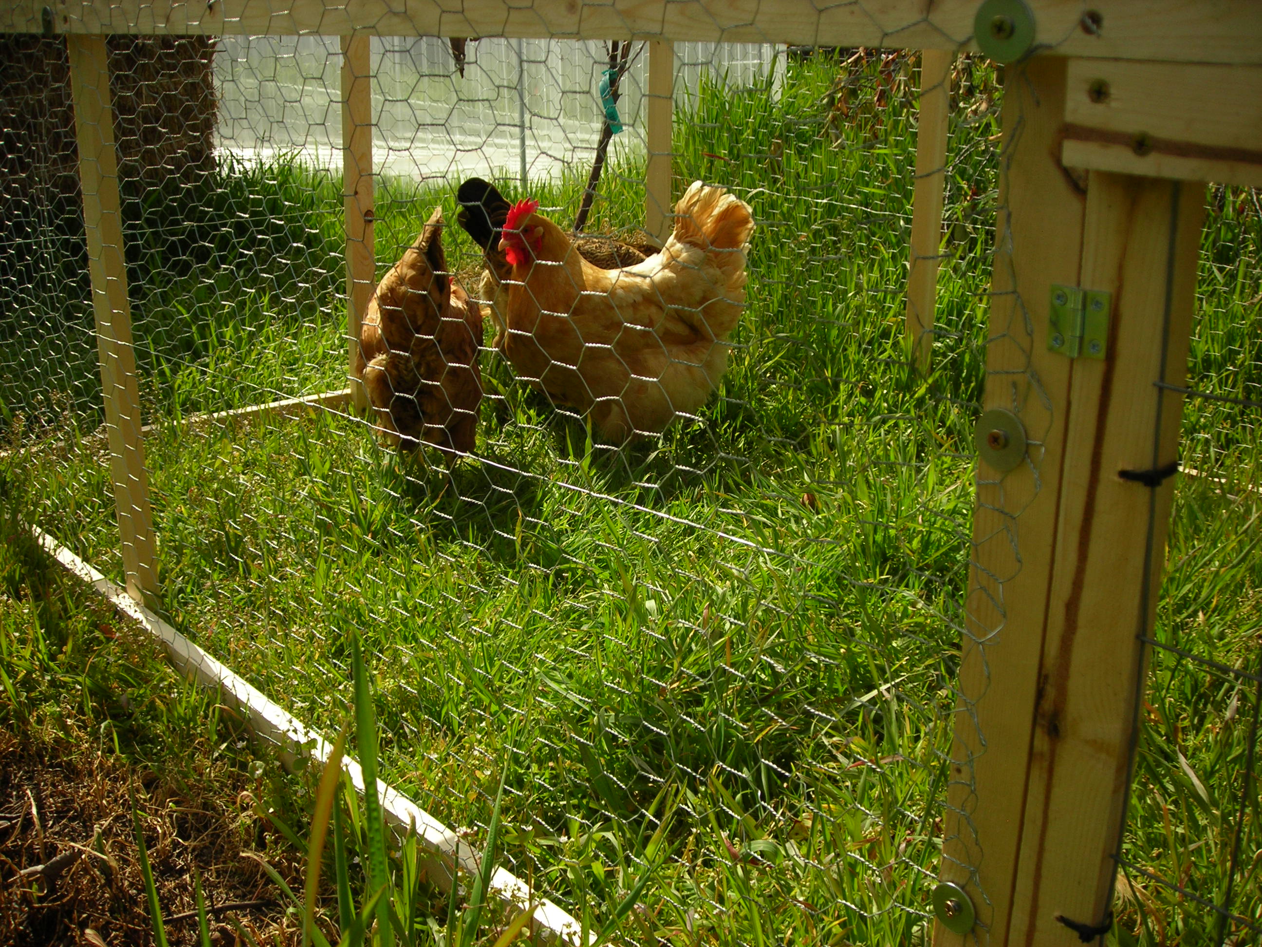 Simple Chicken Tractor : 7 Steps - Instructables