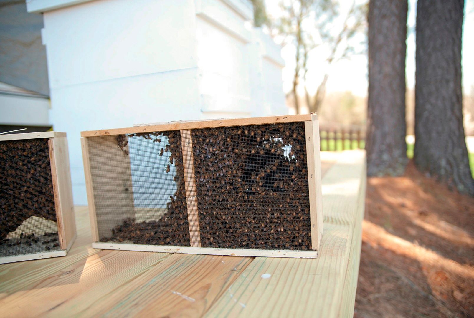 Start a Back Yard Honey Bee Hive : 10 Steps (with Pictures) - Instructables