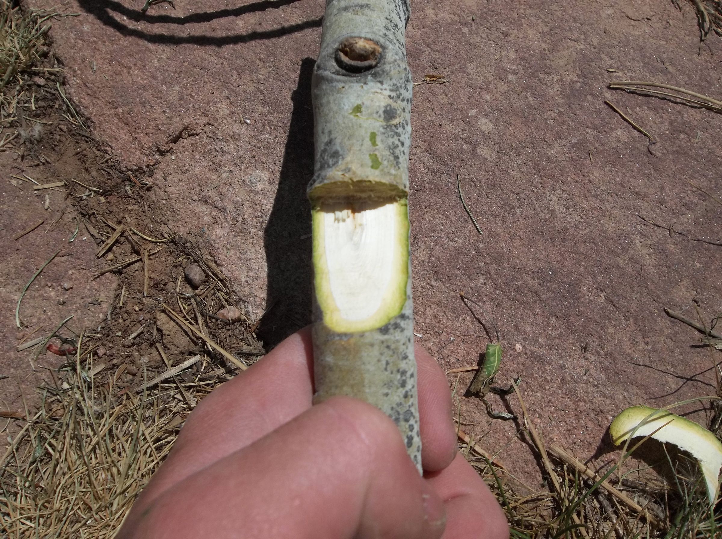 Paiute Deadfall Trap : 4 Steps (with Pictures) - Instructables