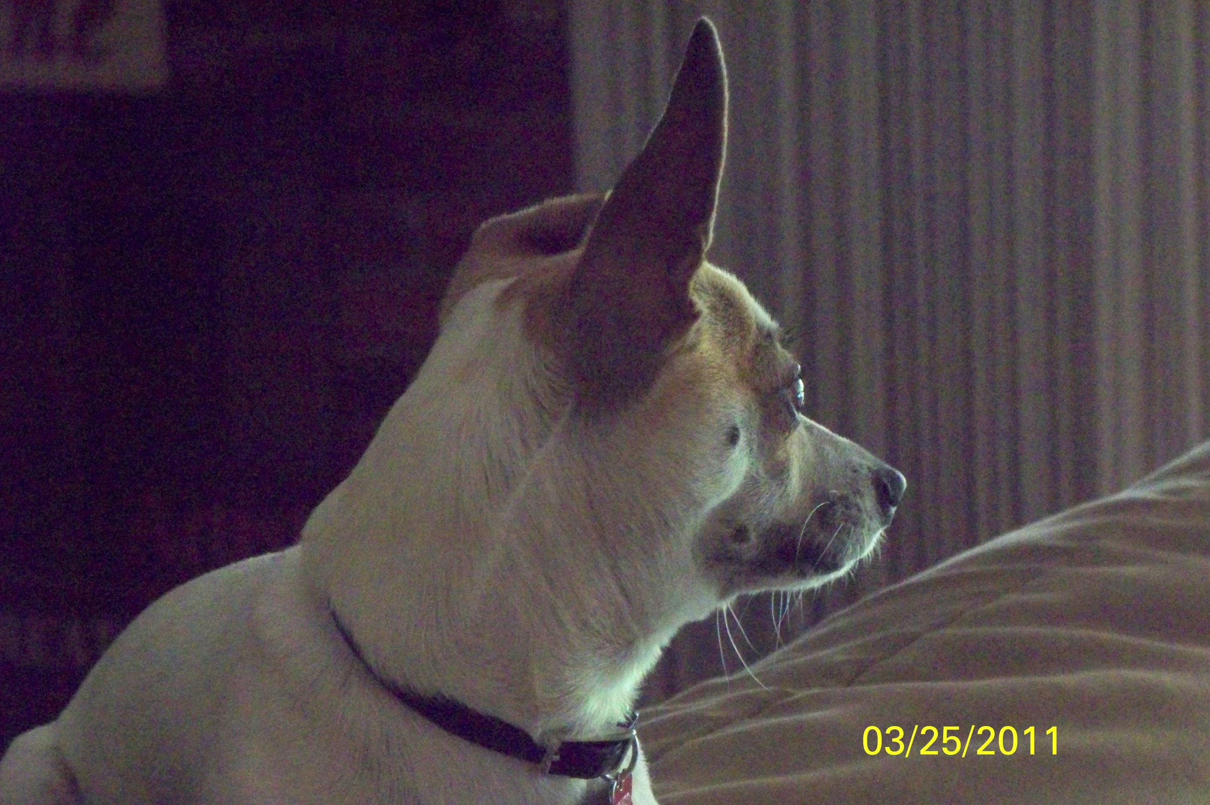 Romeo, Super Cover Dog! - Instructables
