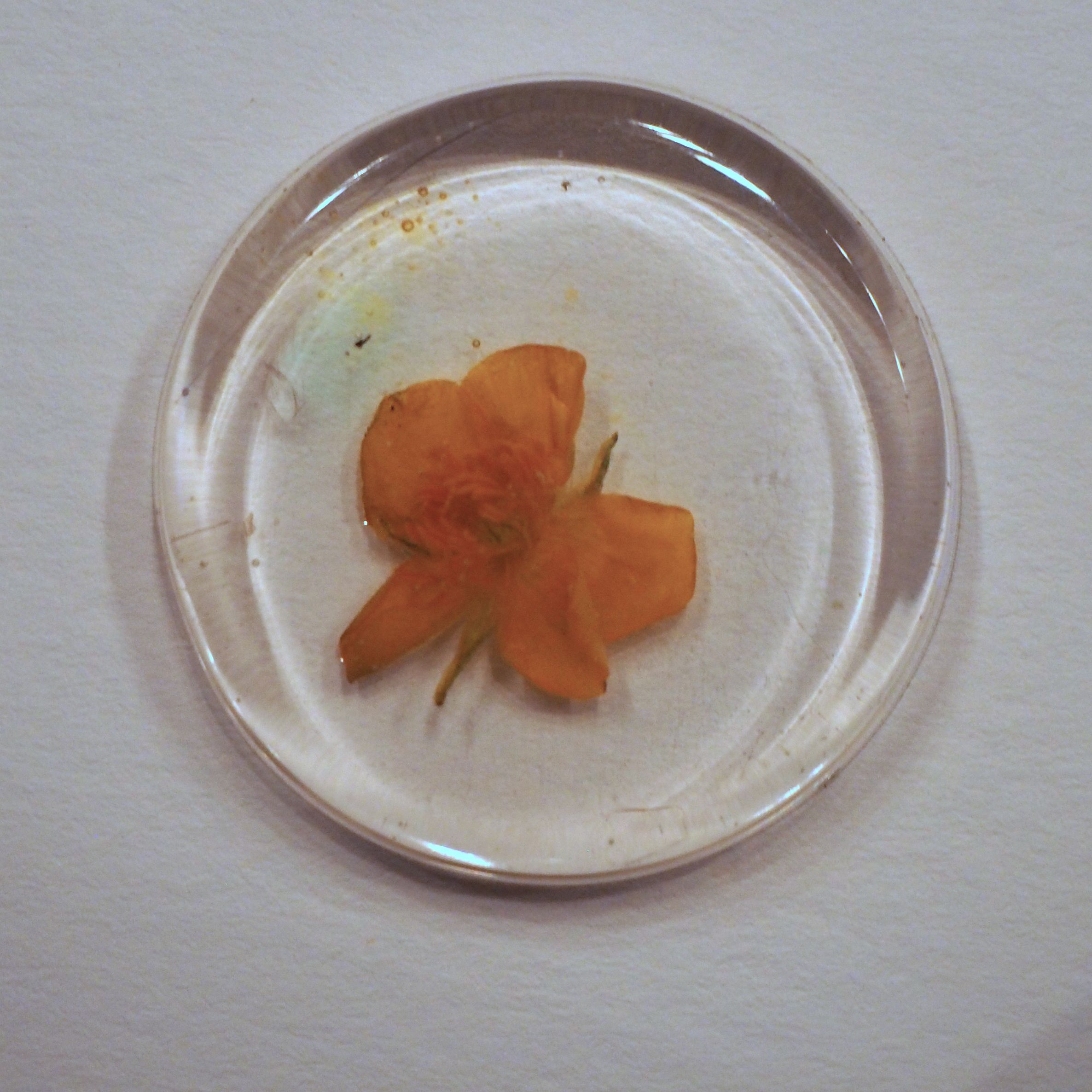 Techniques to Embed Flowers in Resin : 12 Steps (with Pictures ...