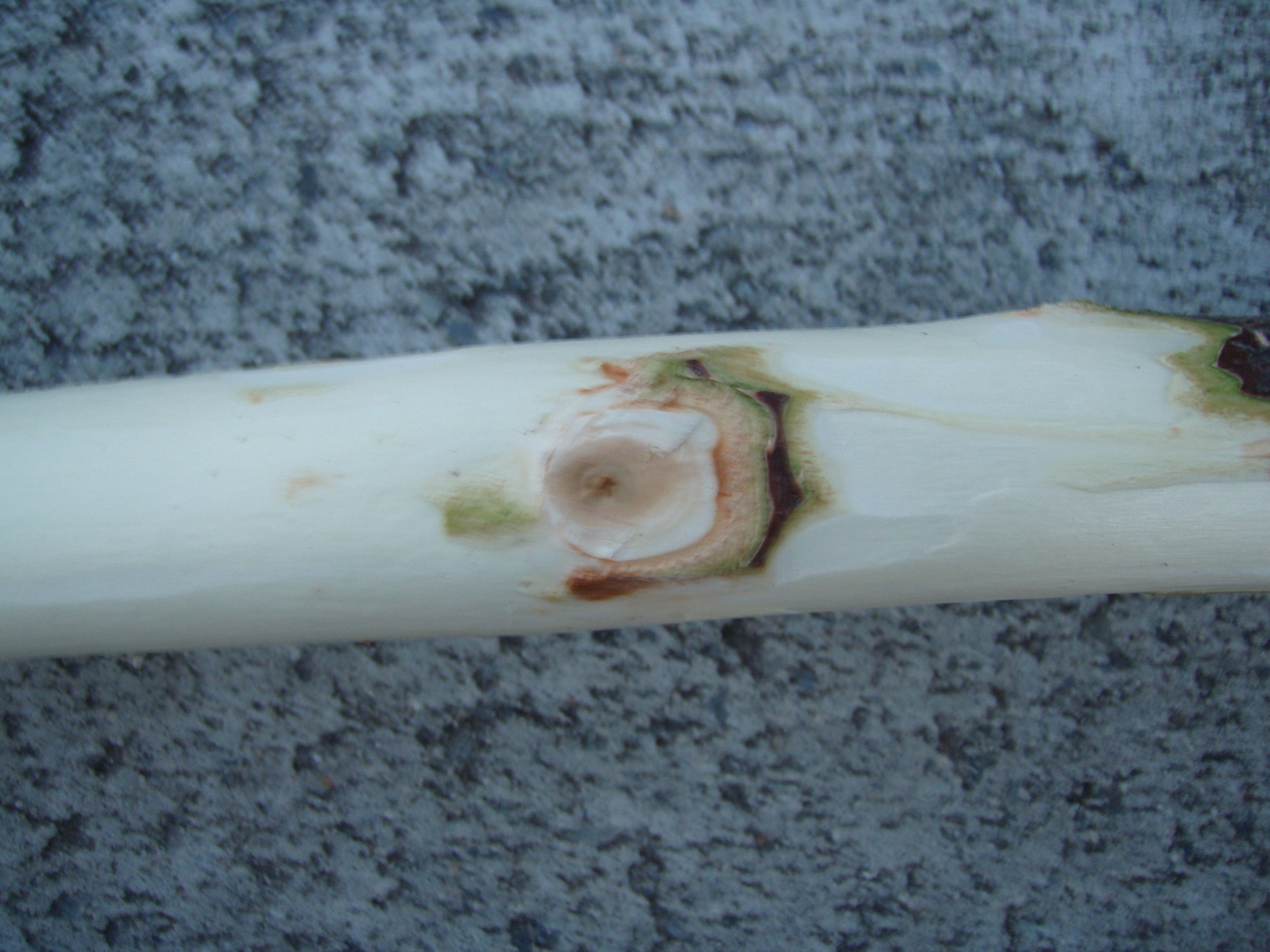 Carve a Staff / Walking Stick : 16 Steps (with Pictures) - Instructables