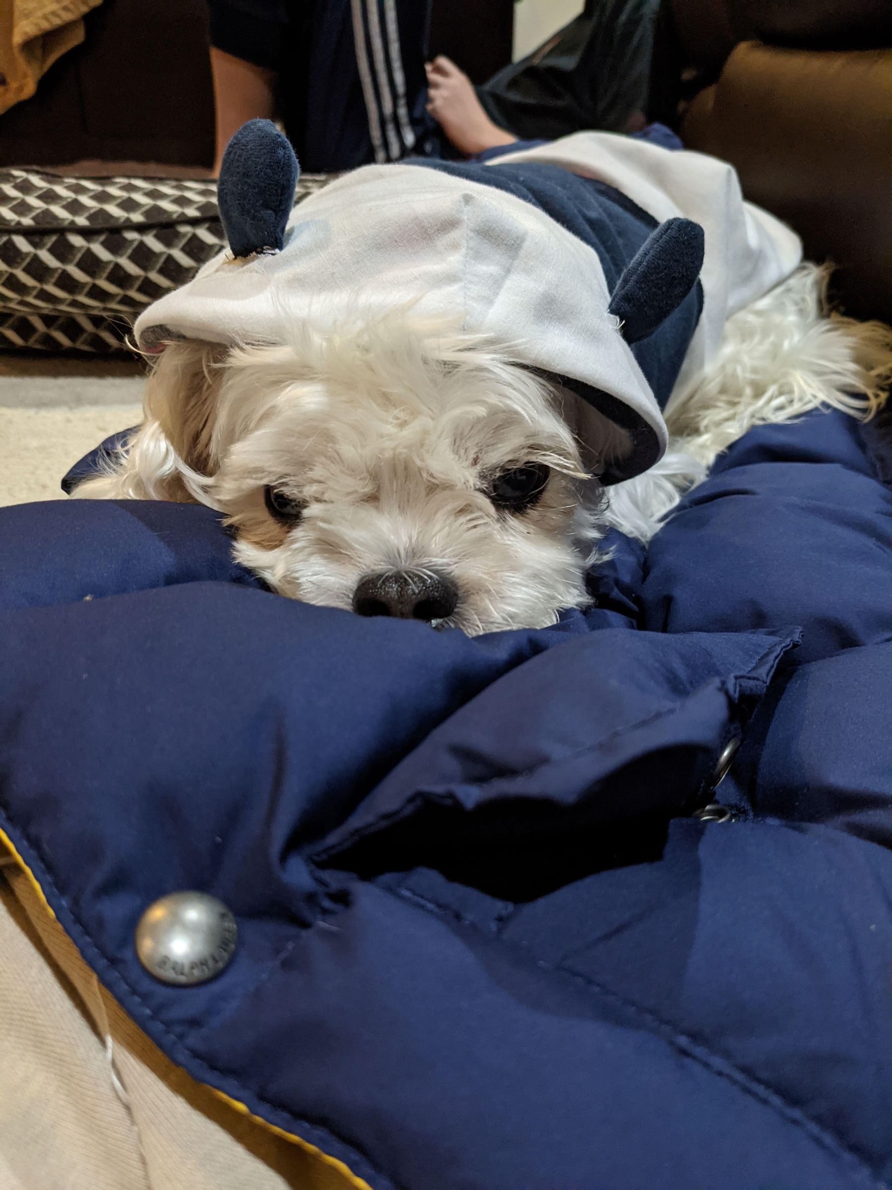 Panda Costume for Dogs From Scrap Cloth! : 10 Steps (with Pictures ...