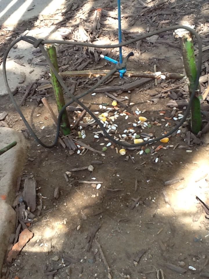 Simple Drop Snare for Small Game. SUPER SIMPLE : 9 Steps - Instructables