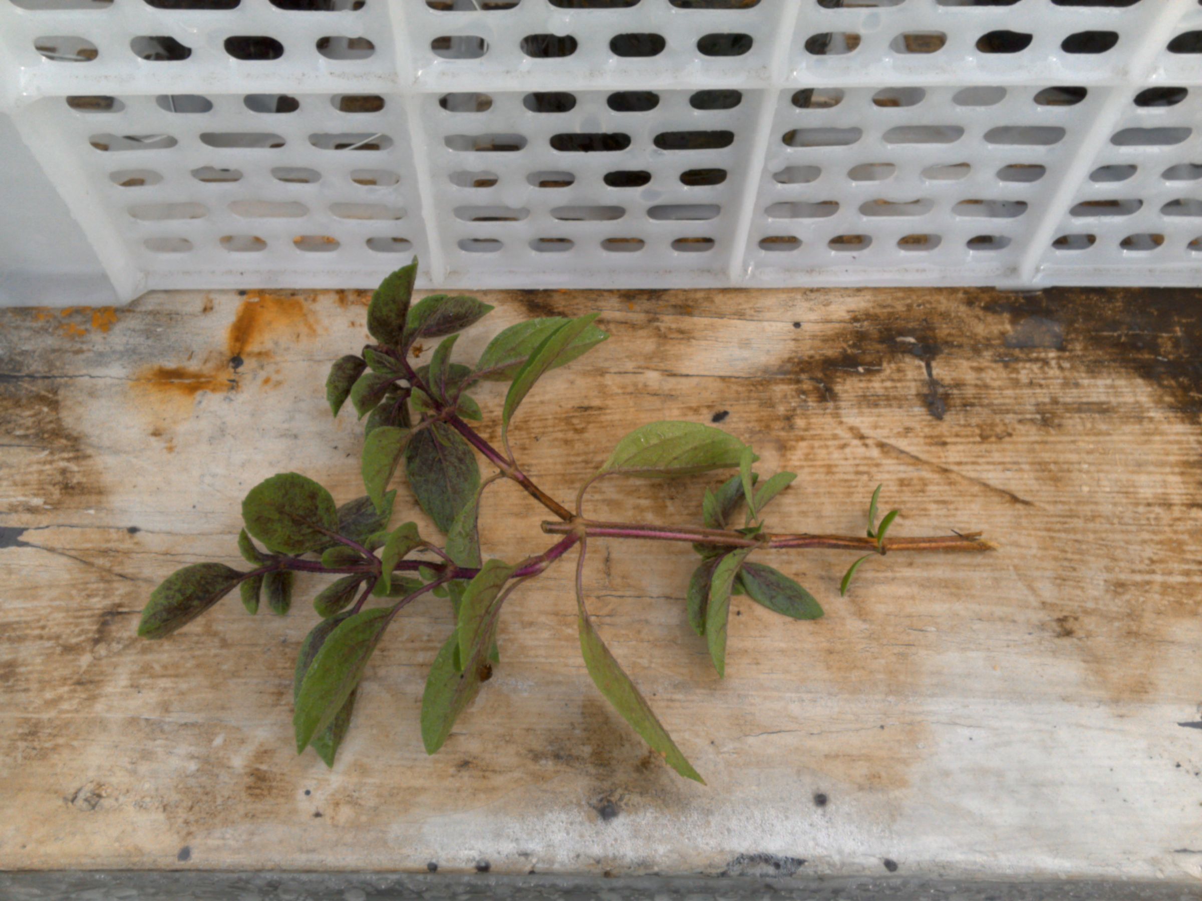How to Reproduce Basil Without Seed : 4 Steps (with Pictures ...