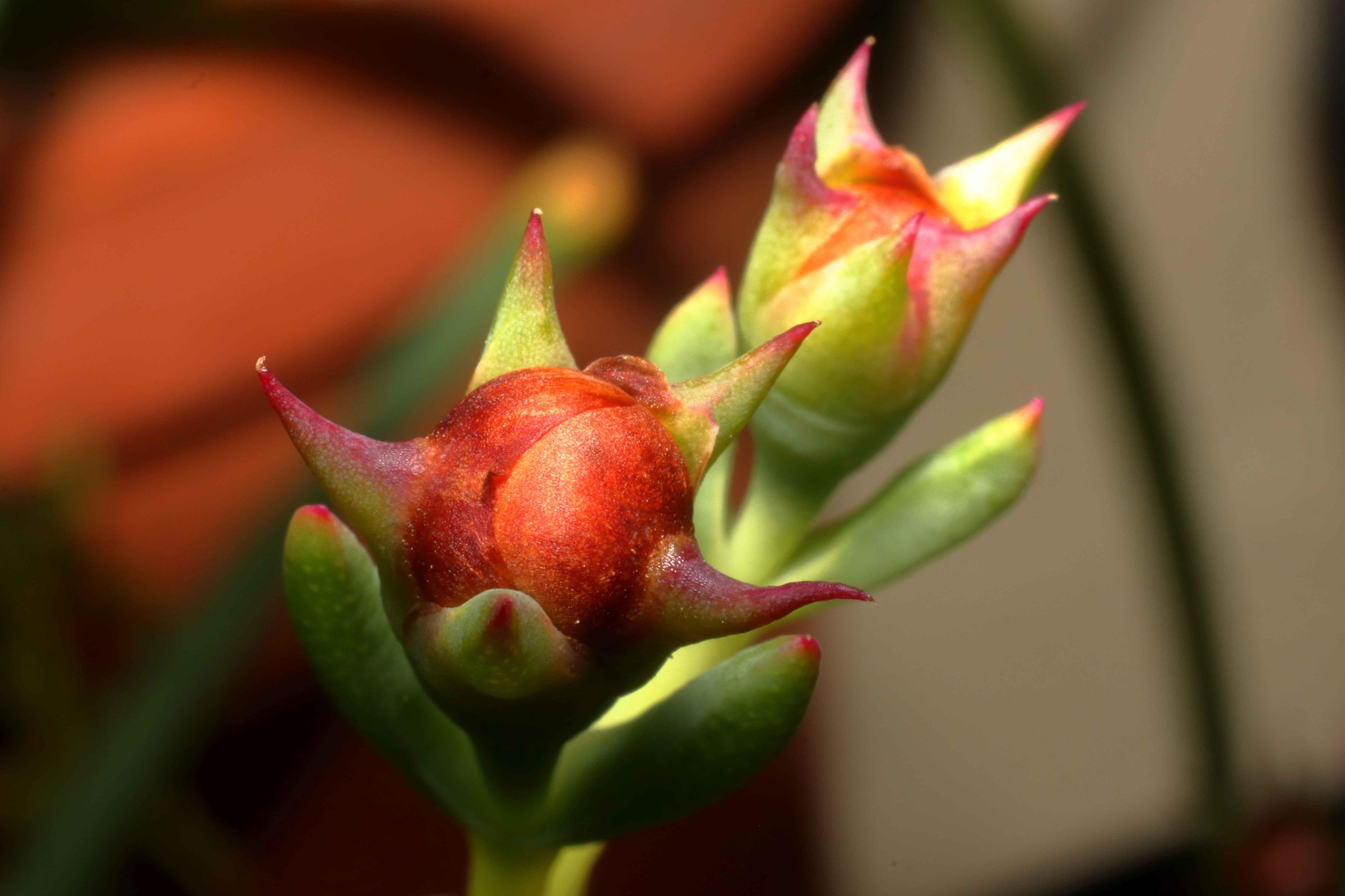 3D Print Your Macro Photography (Part #4) Macro Tubes : 16 Steps (with ...