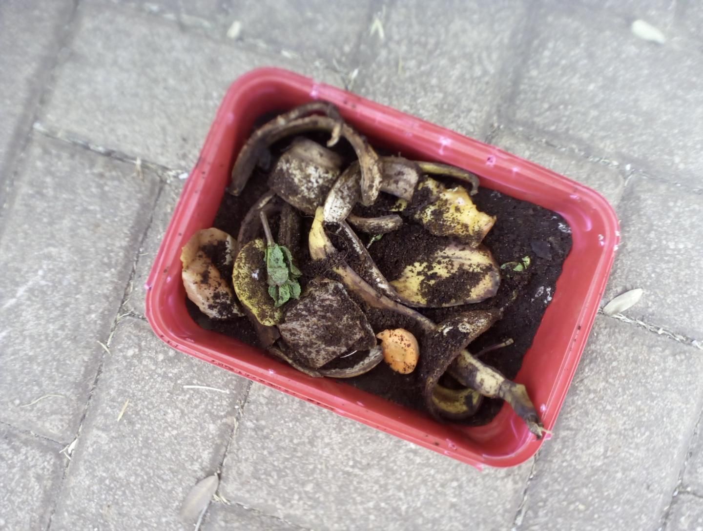 Mini Wormery (easy) : 6 Steps - Instructables