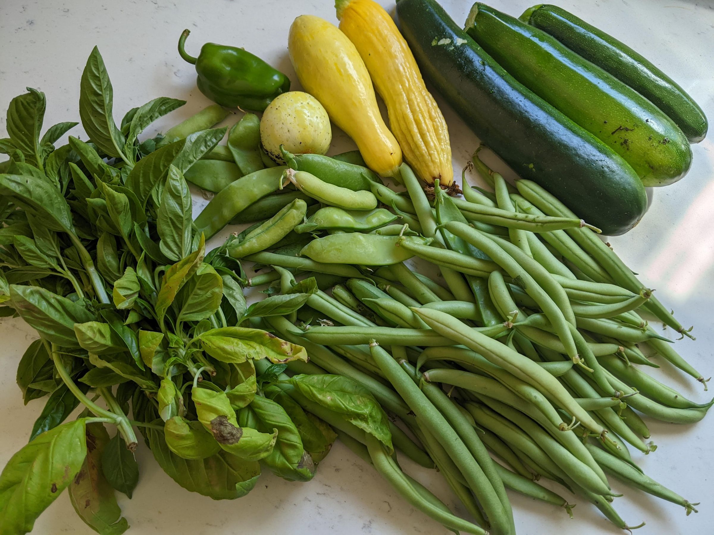 DIY: Transforming My Front Yard From Grass to a Vegetable Garden : 8 ...